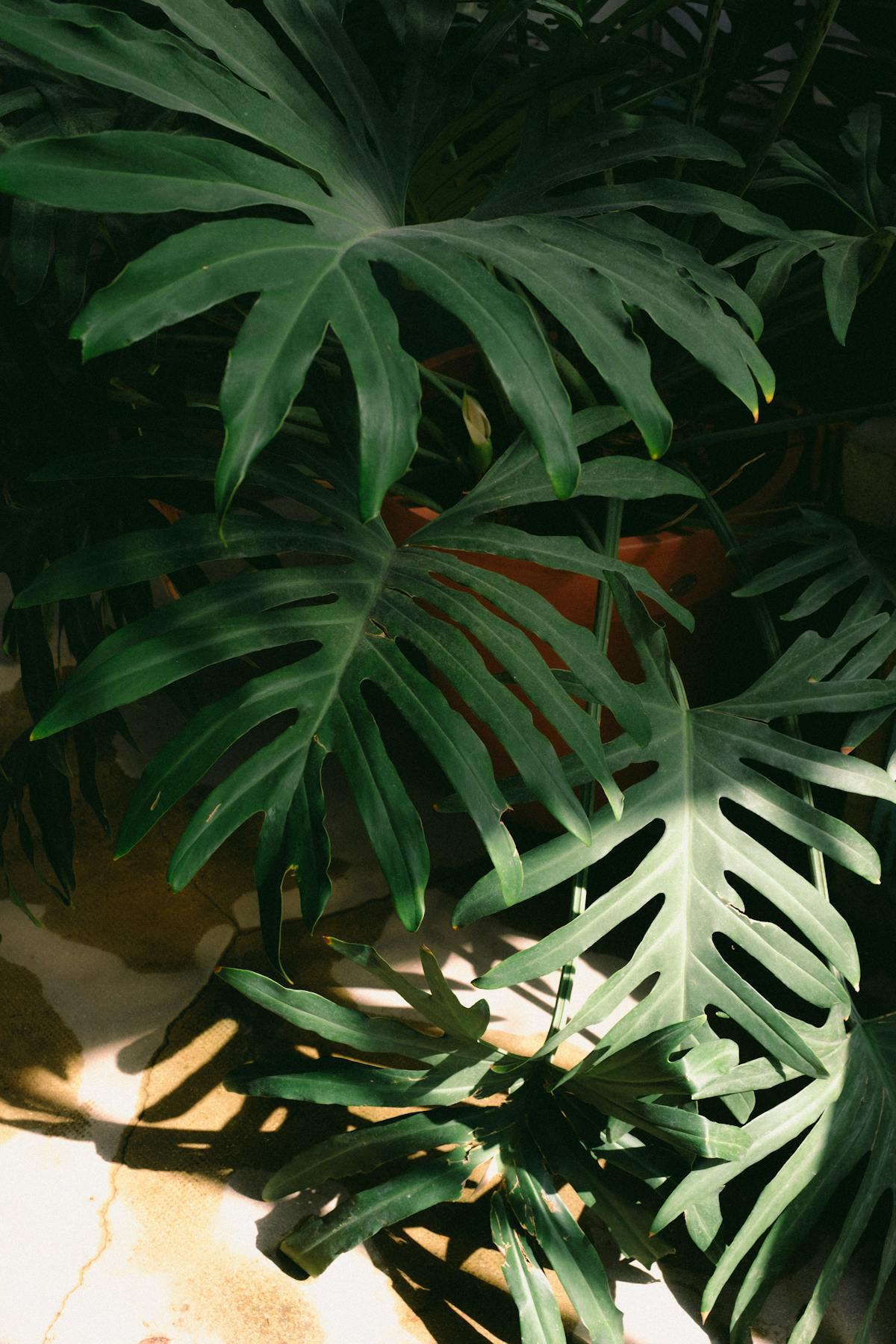 Plant Aesthetics Photos, Download The BEST Free Plant Aesthetics Stock ...