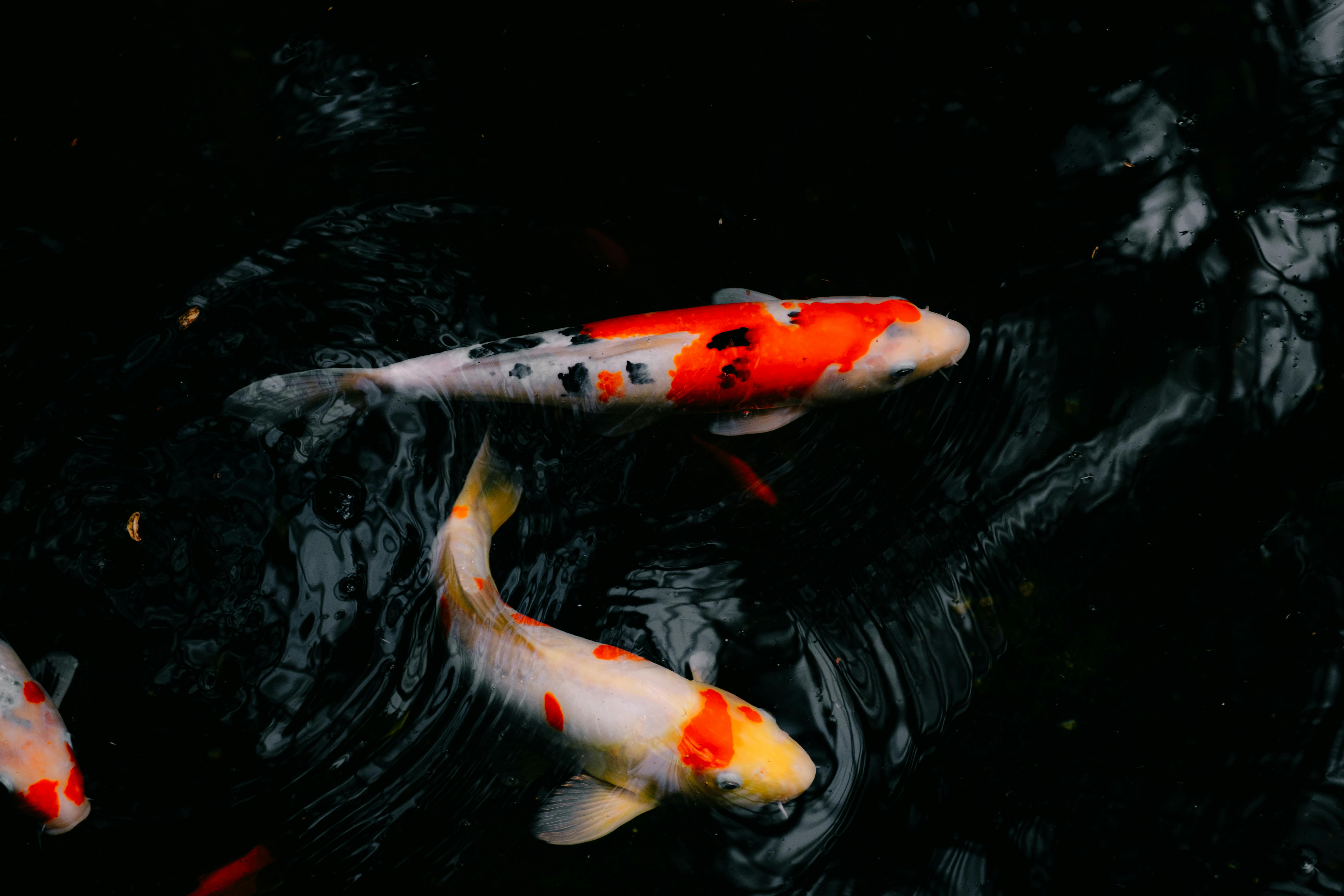 Koi Fish Water Wallpaper Water Garden Live Wallpaper V1.95 APK + MOD