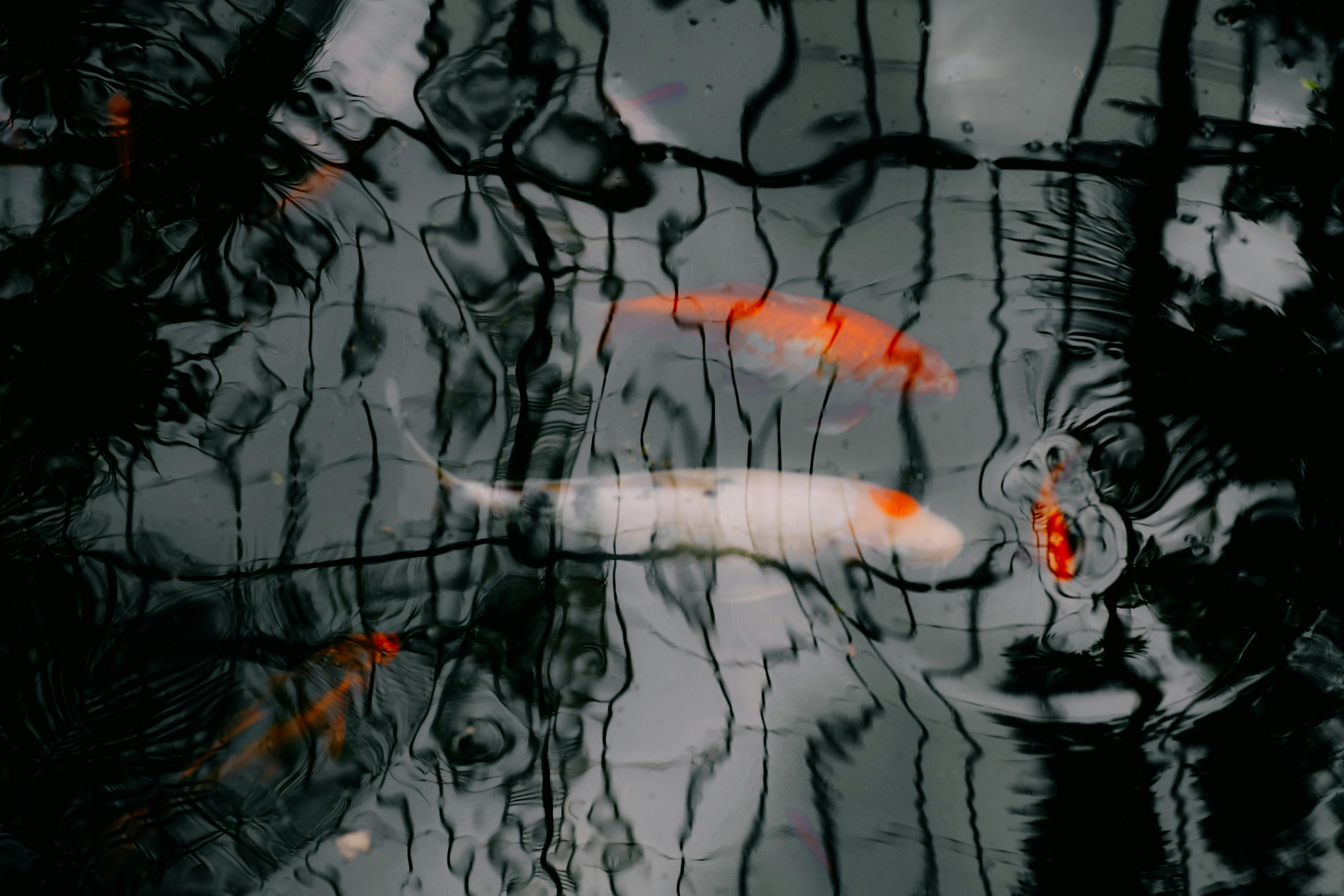 Koi fish in a pond with reflections · Free Stock Photo