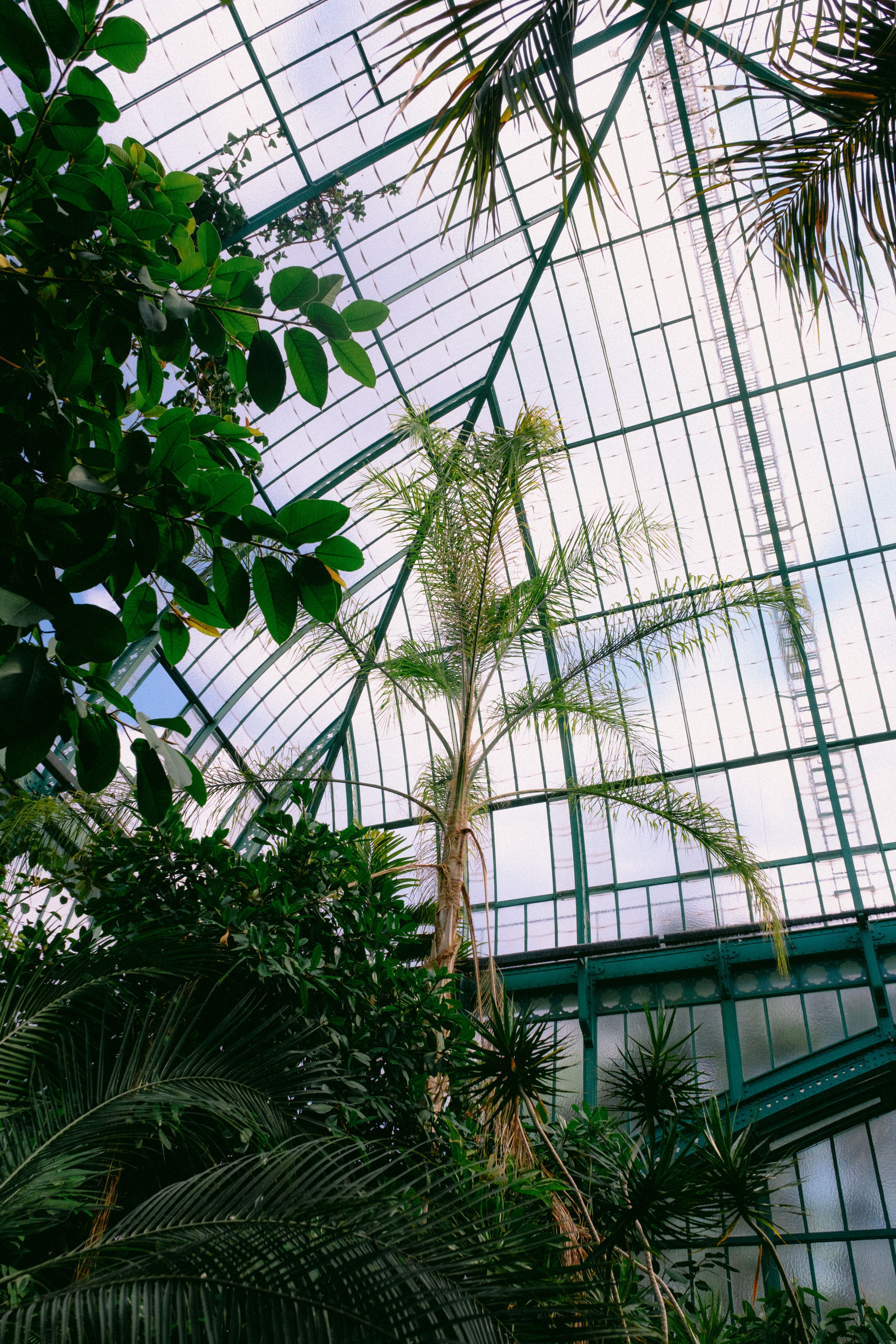 Lush Greenery Inside an Old Glass Greenhouse · Free Stock Photo