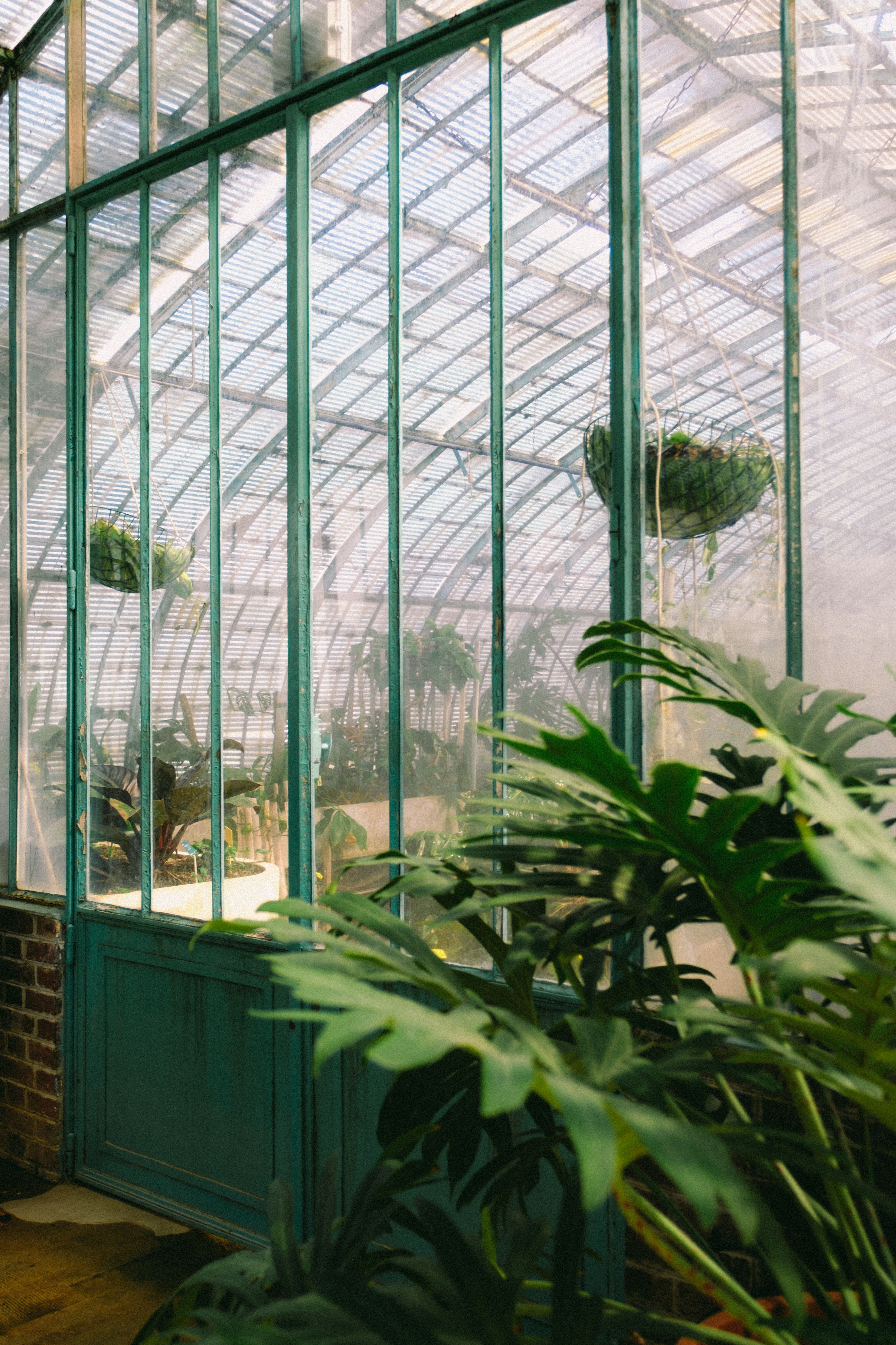 Leaves Near Entrance to Greenhouse · Free Stock Photo