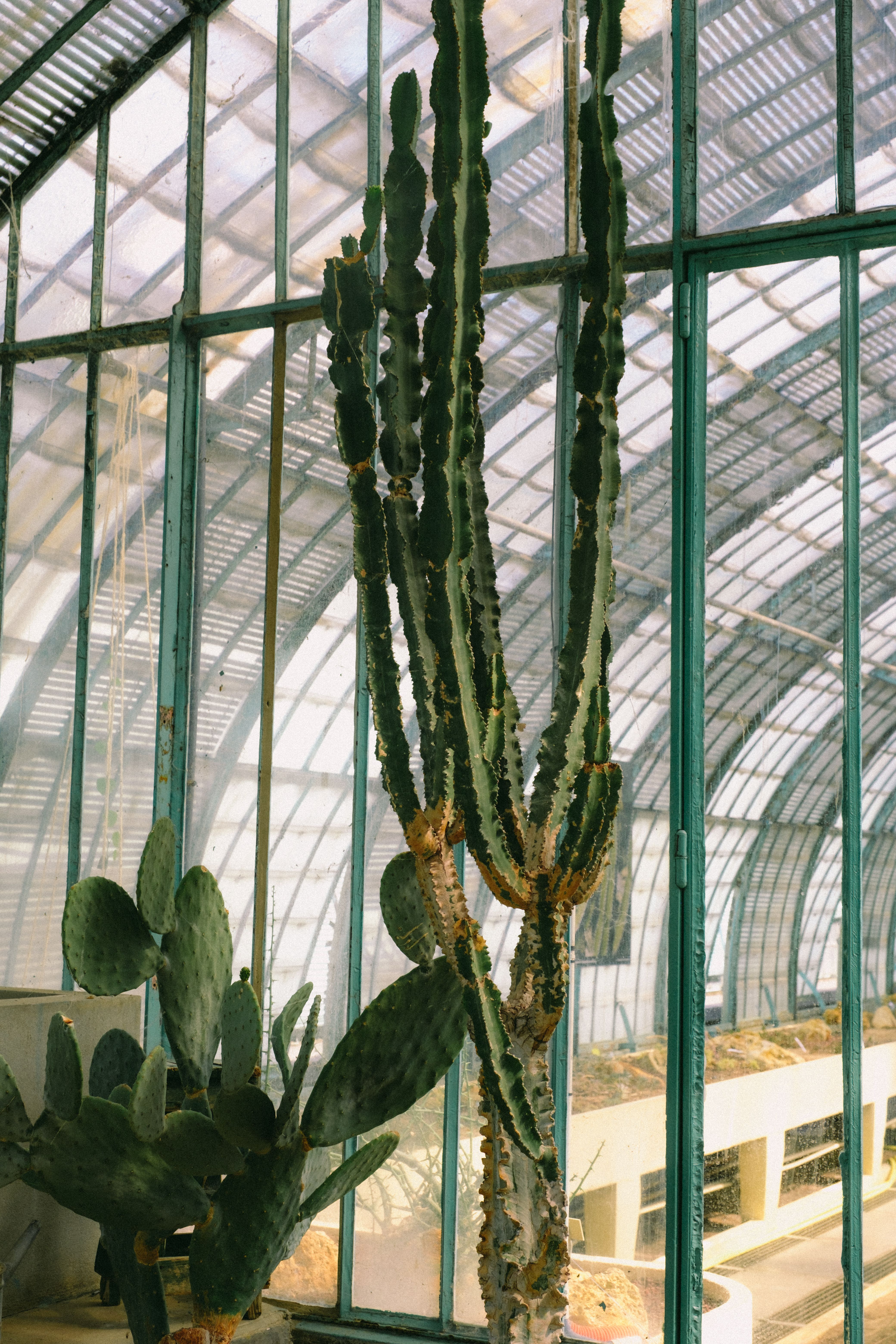 Photo of a Cactus Plant · Free Stock Photo