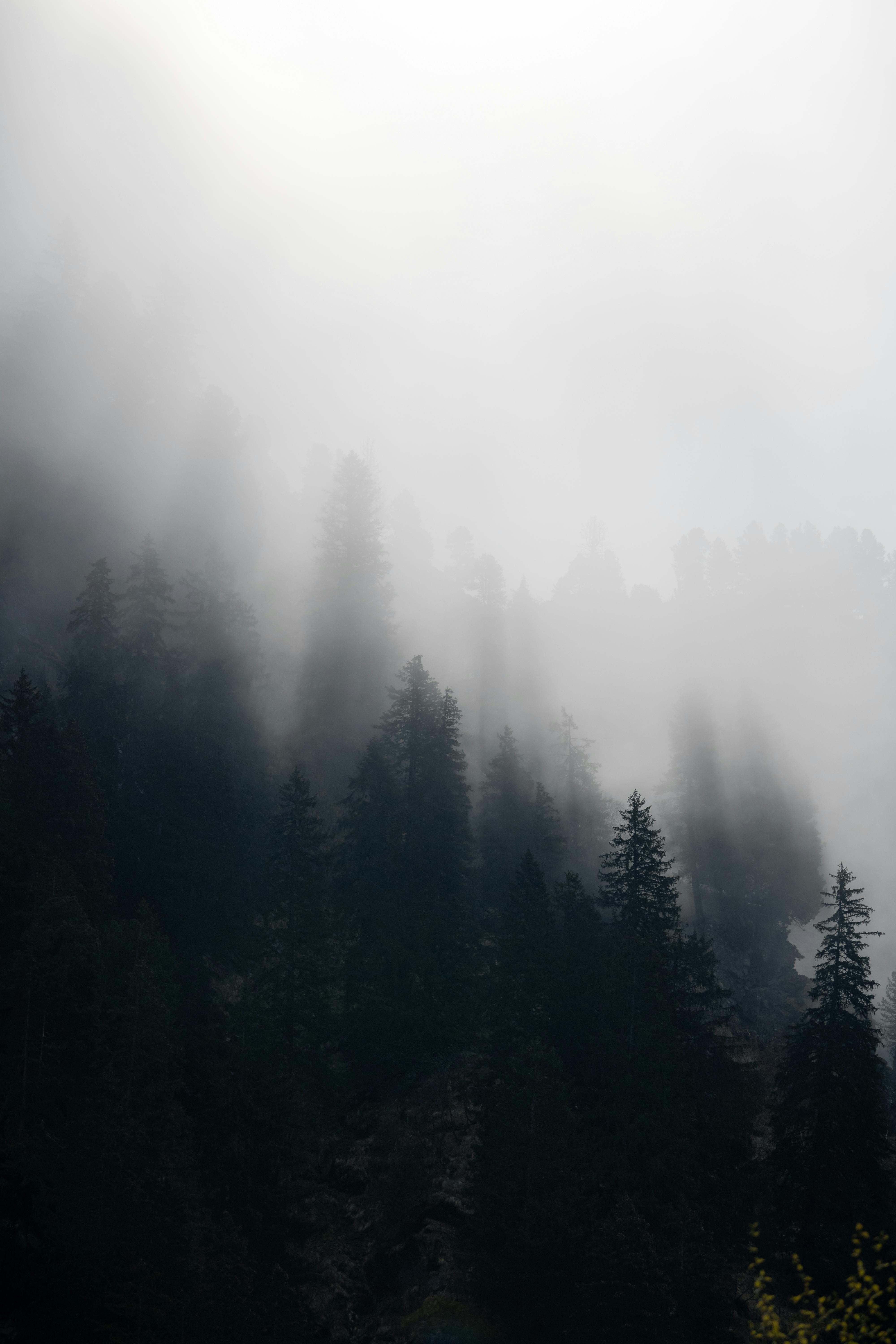 Fog Images Photos, Download The BEST Free Fog Images Stock Photos & HD ...