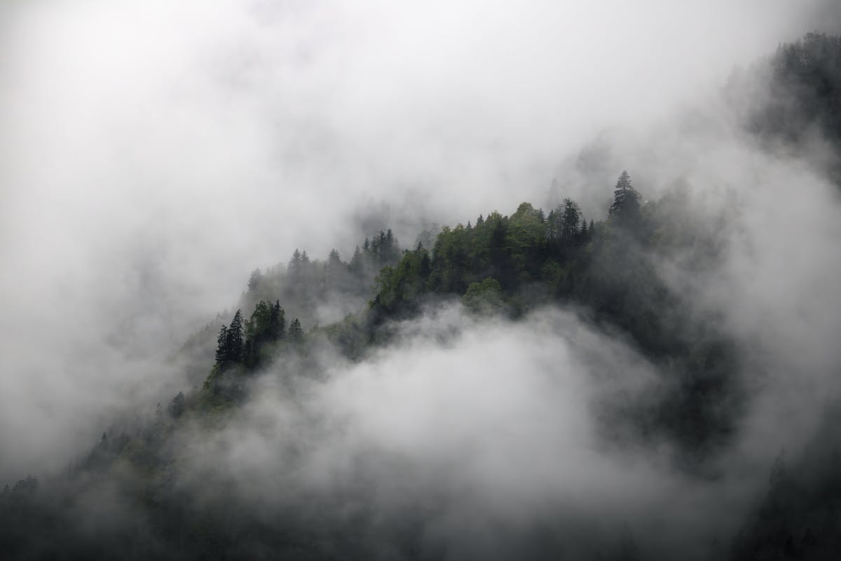 4k Cloudy Forest Photos, Download The BEST Free 4k Cloudy Forest Stock ...