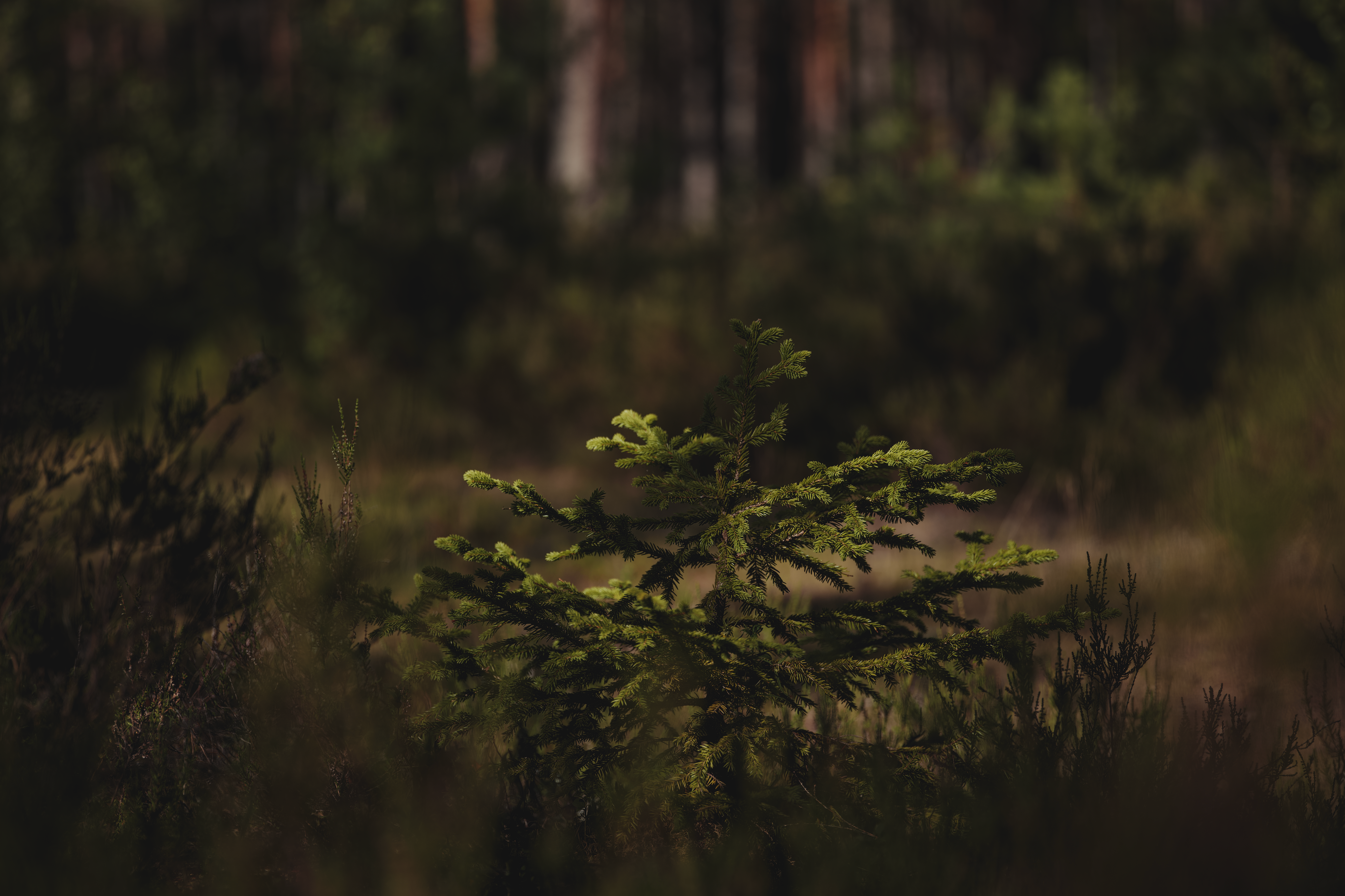 Close-up of a Small Coniferous Tree in a Forest · Free Stock Photo