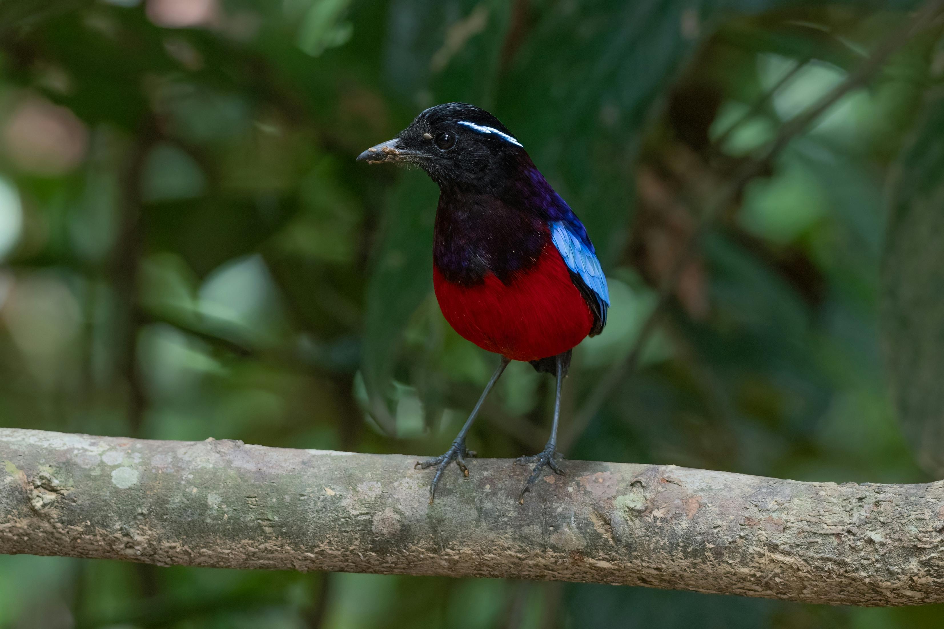 Close-up of a Graceful Pitta Standing on a Tree Branch · Free Stock Photo
