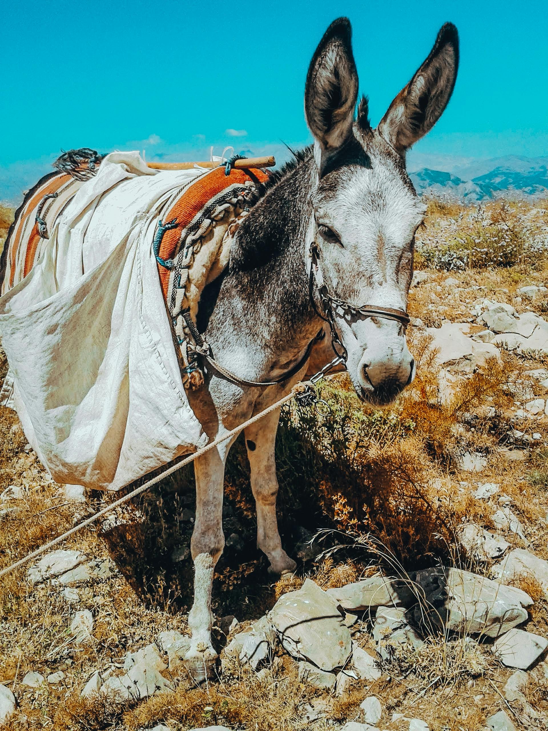 A donkey with a blanket on its back · Free Stock Photo