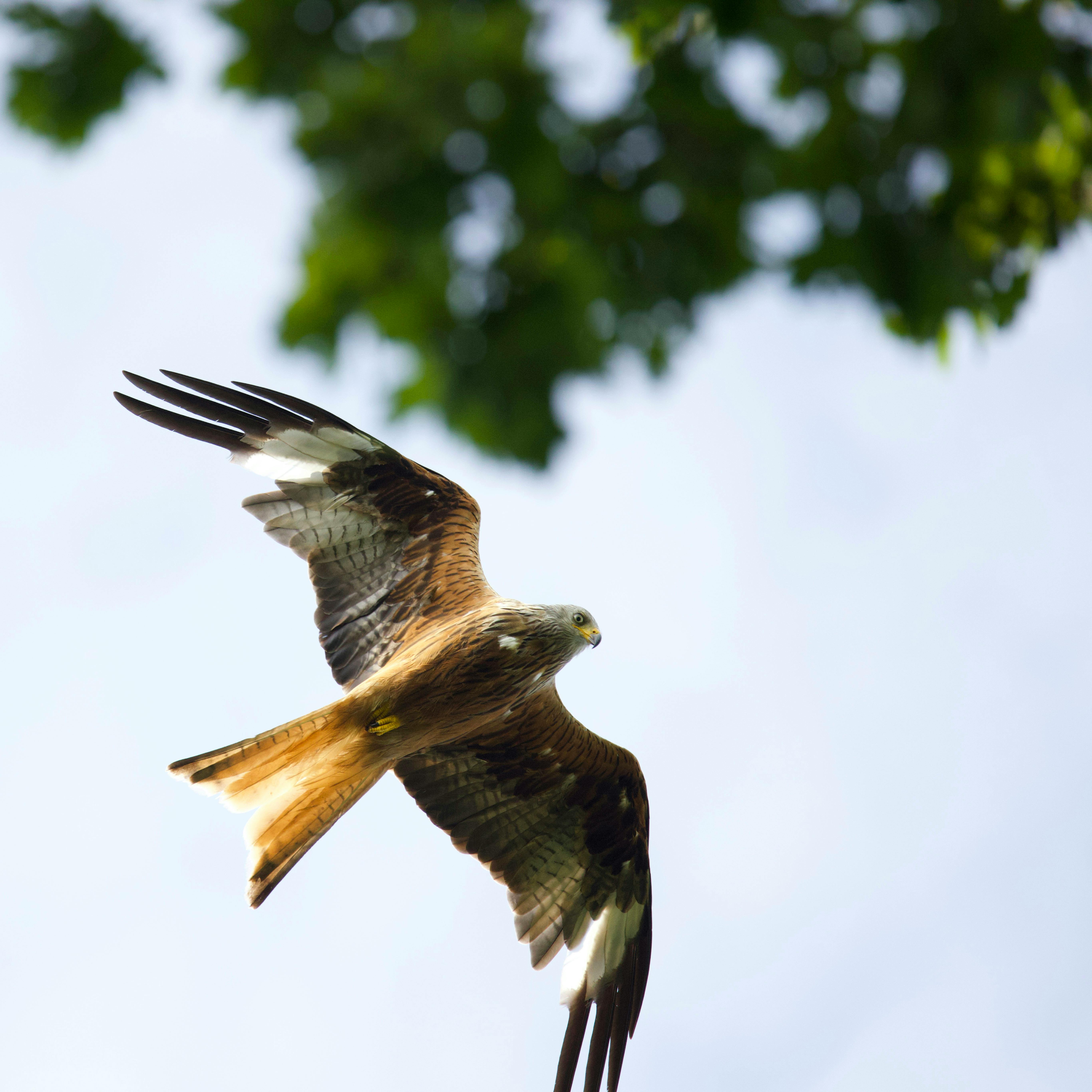 A red kite flying through the air with a green tree in the background ...