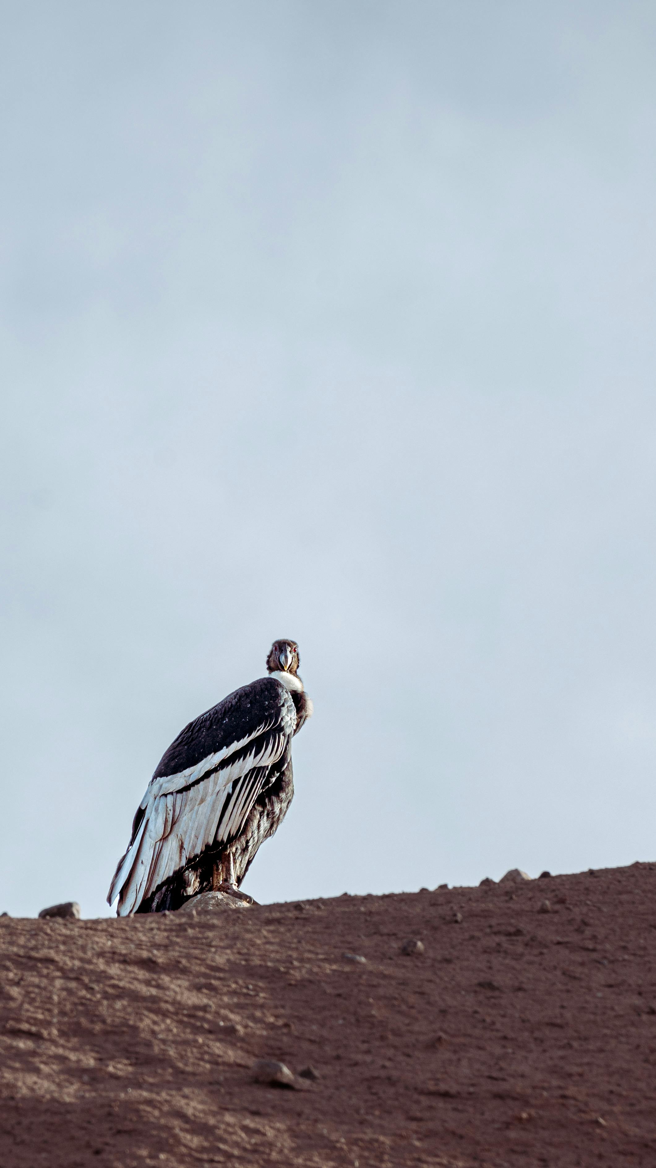 View of a Andean Condor Sitting on Sand · Free Stock Photo