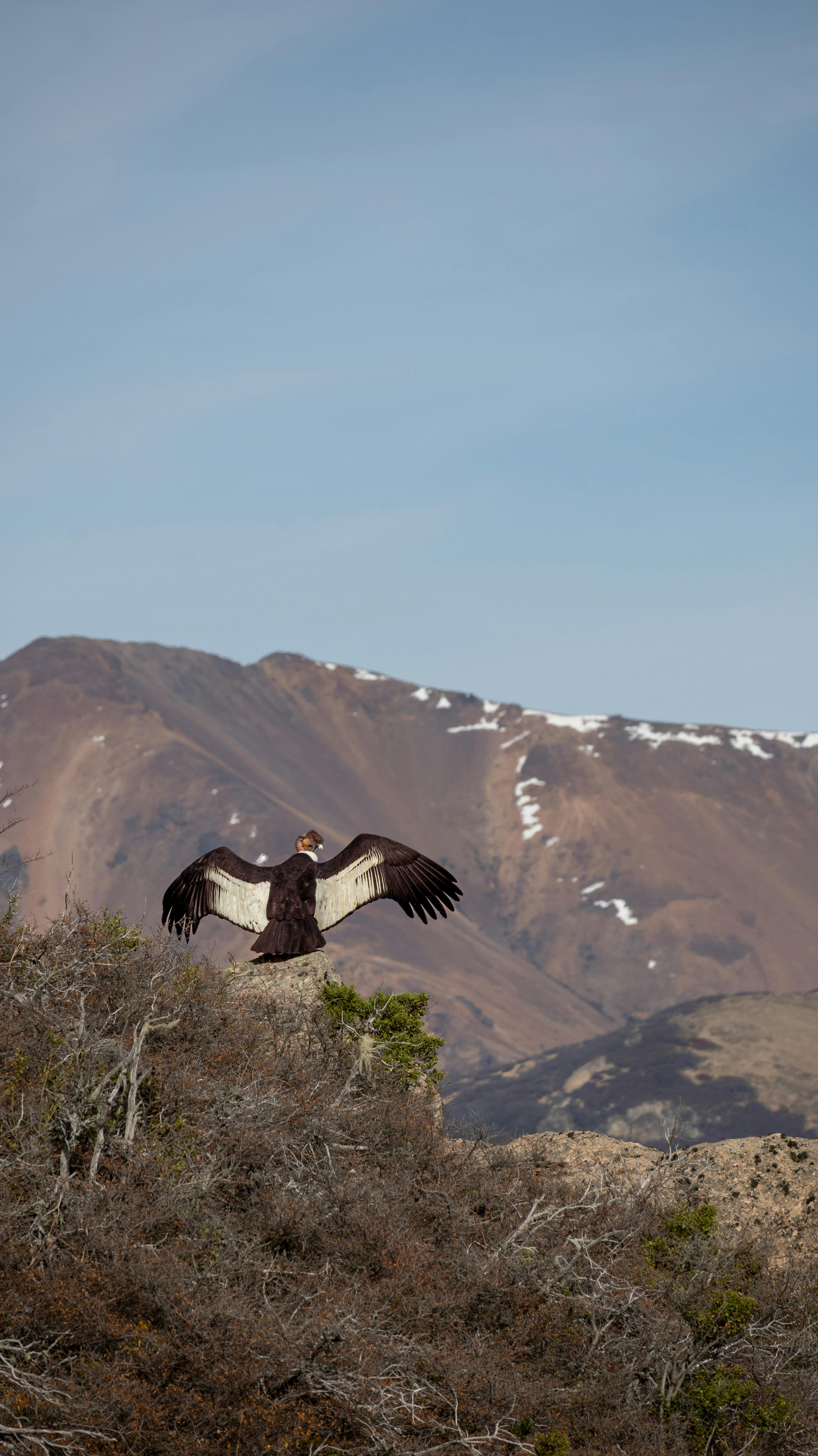Condors Birds Photos, Download The BEST Free Condors Birds Stock Photos ...