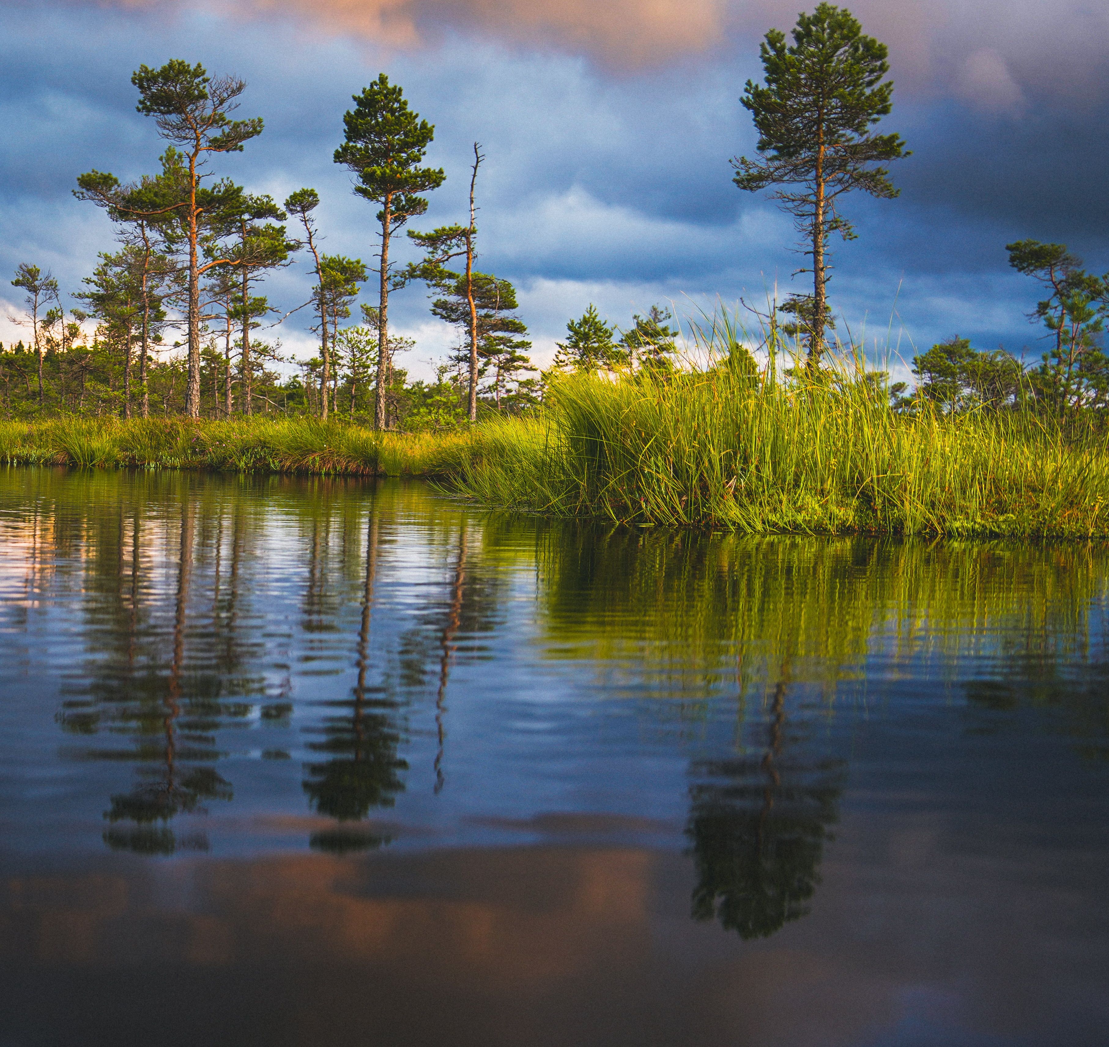 A lake with trees and grasses in the background · Free Stock Photo