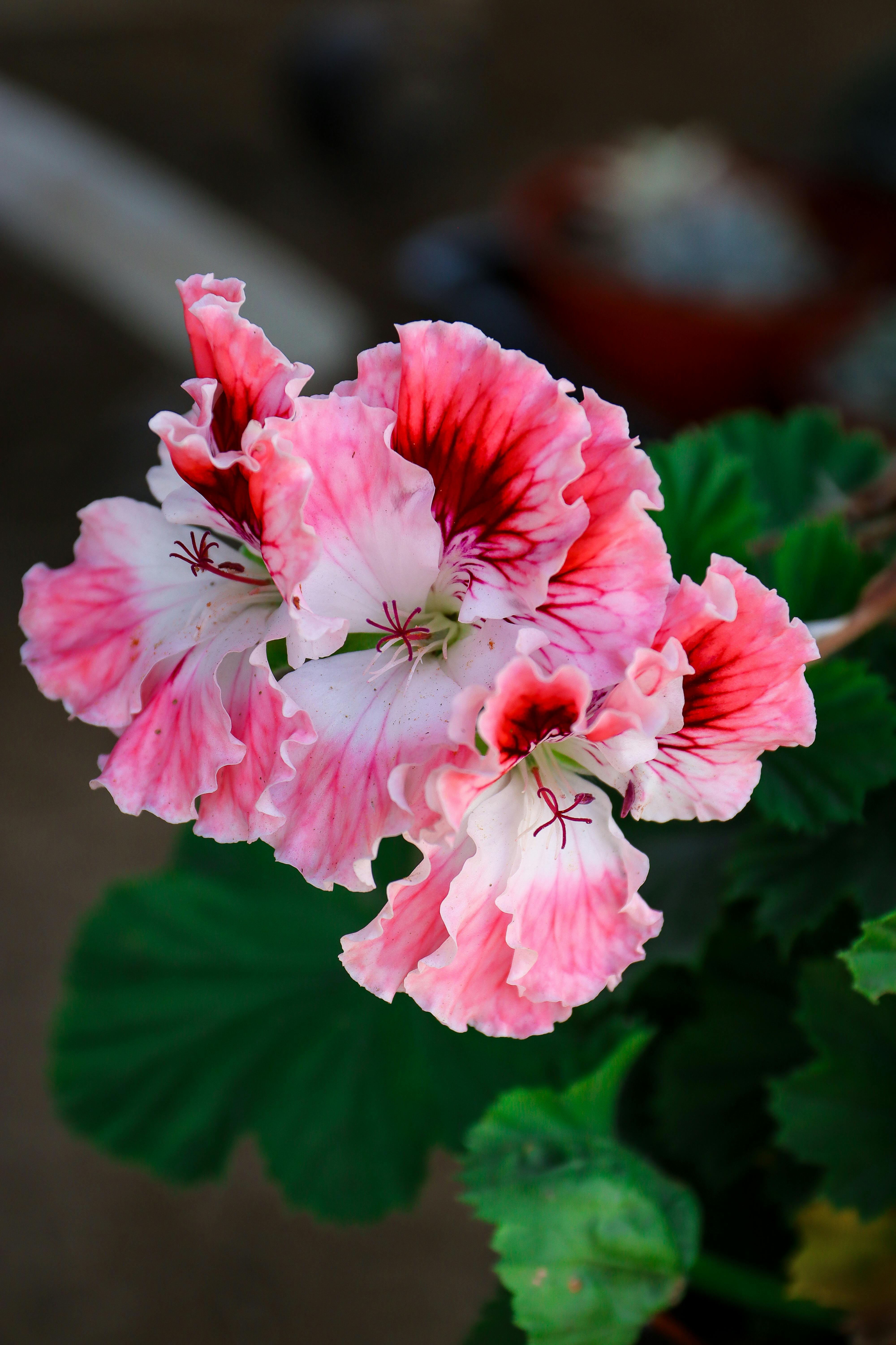 Pisces Colors Photos, Download The BEST Free Pisces Colors Stock Photos ...