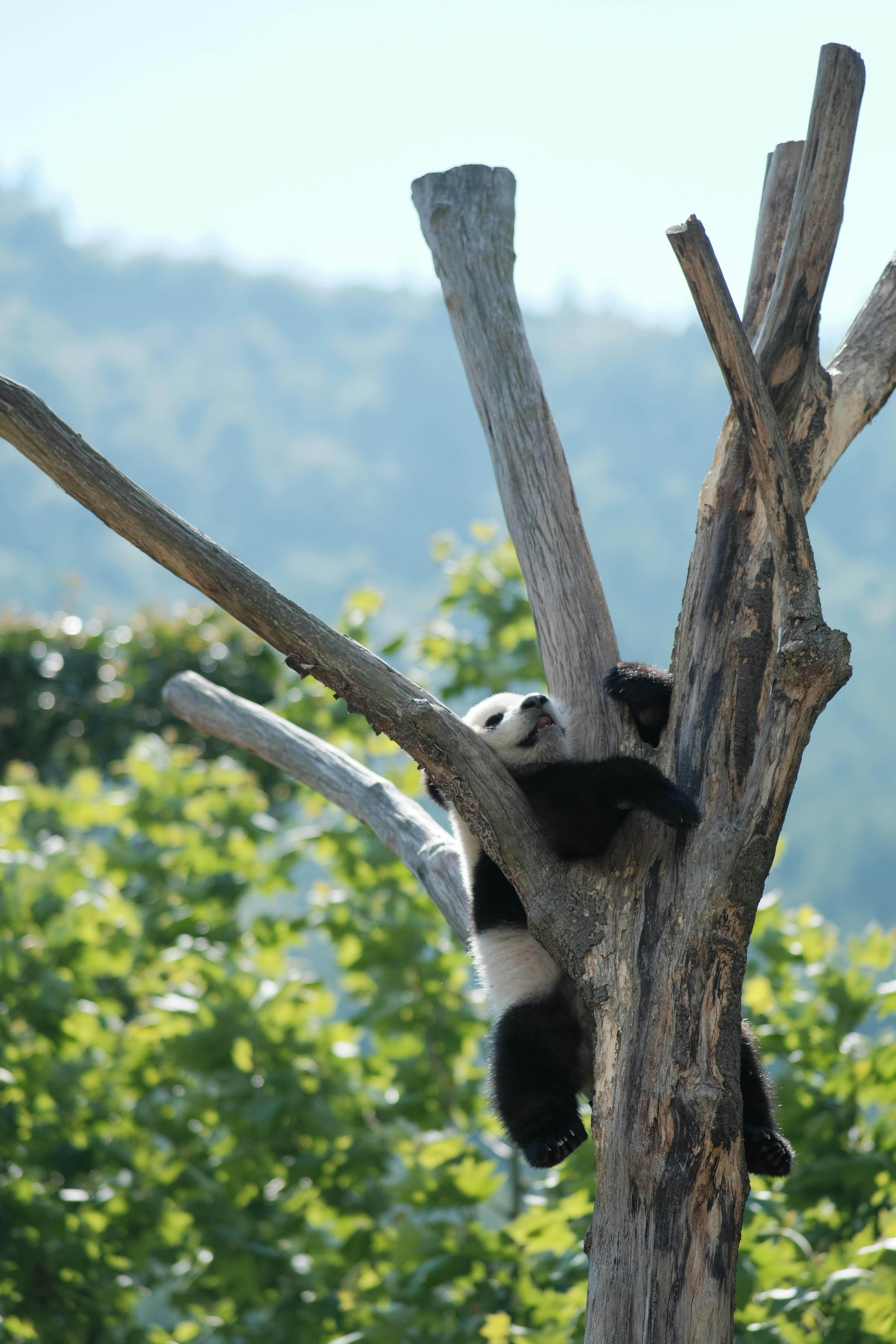 A panda bear is climbing up a tree · Free Stock Photo