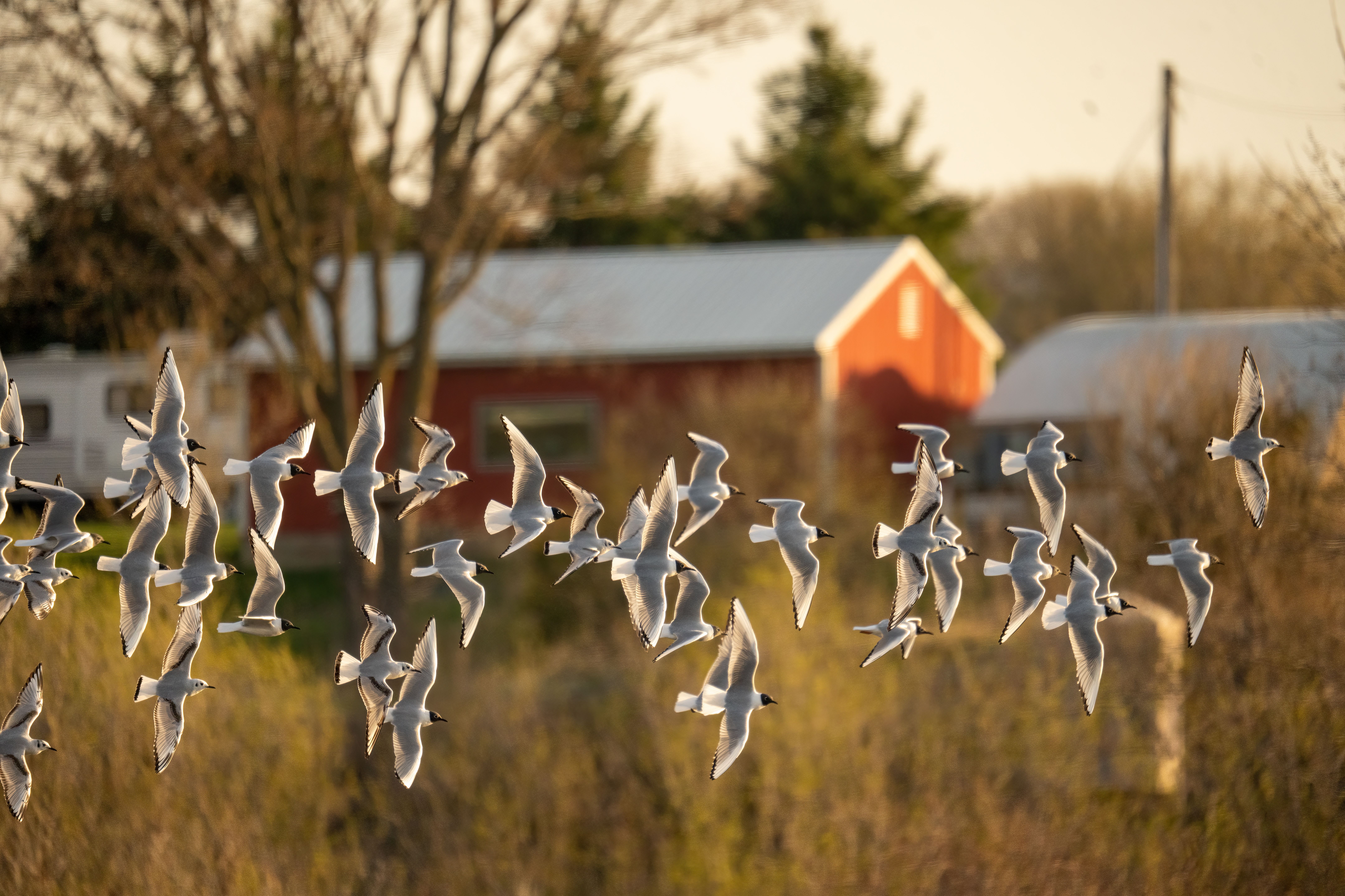 A flock of birds flying over a field with a red barn · Free Stock Photo