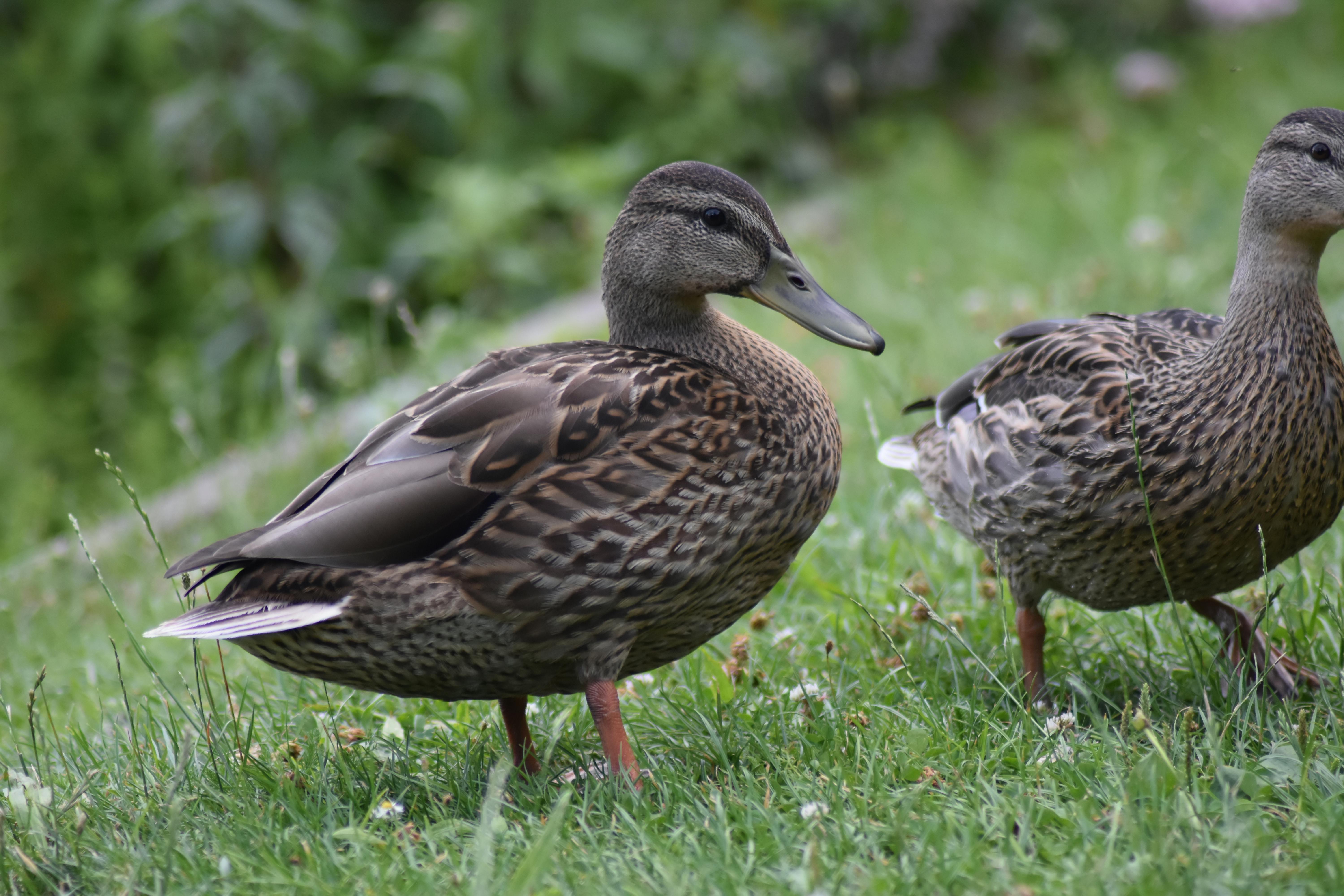4k Wallpaper Goose Photos, Download The BEST Free 4k Wallpaper Goose ...