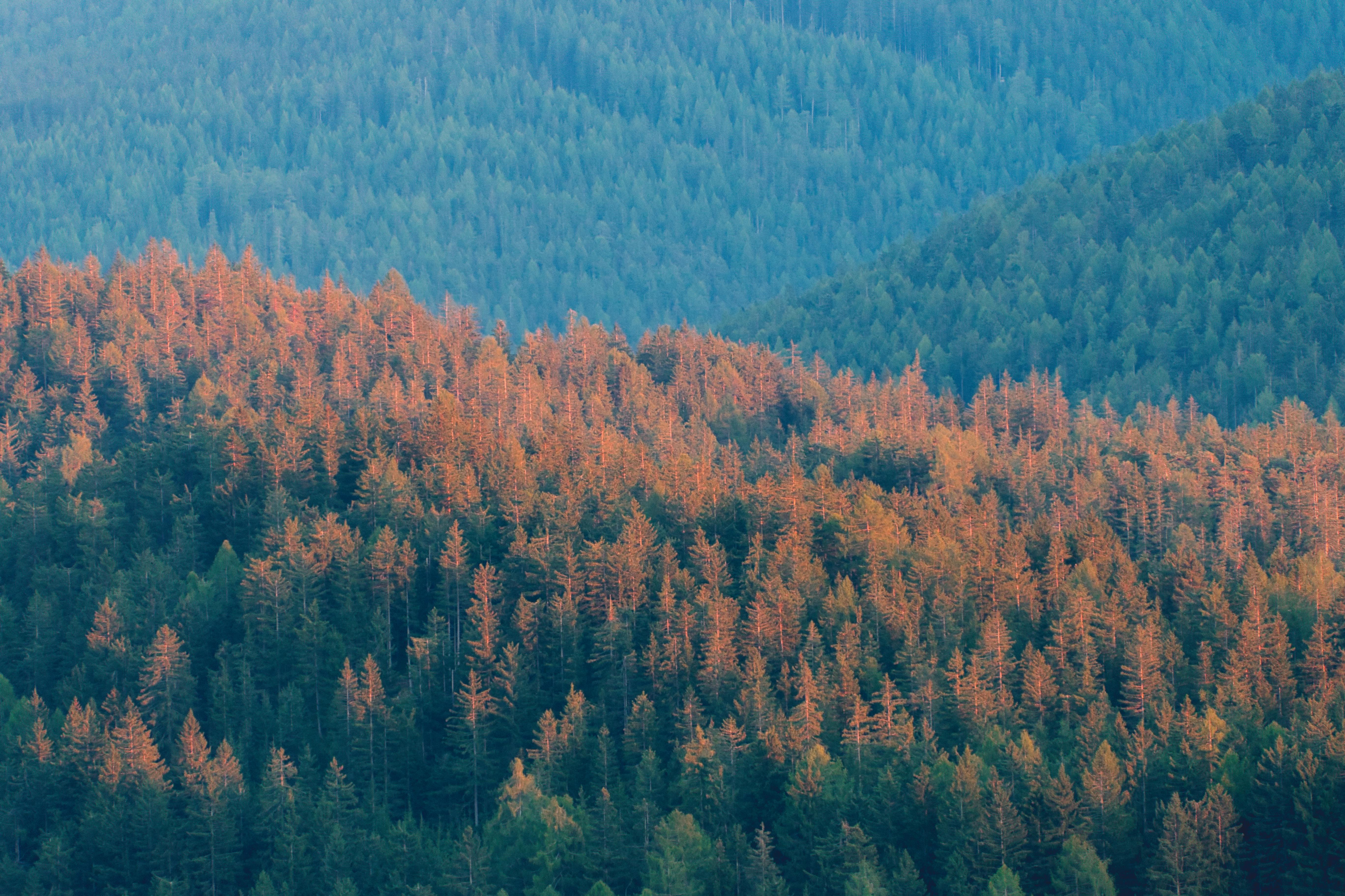 Autumn colored forests around Dobbiaco in South Tyrol · Free Stock Photo