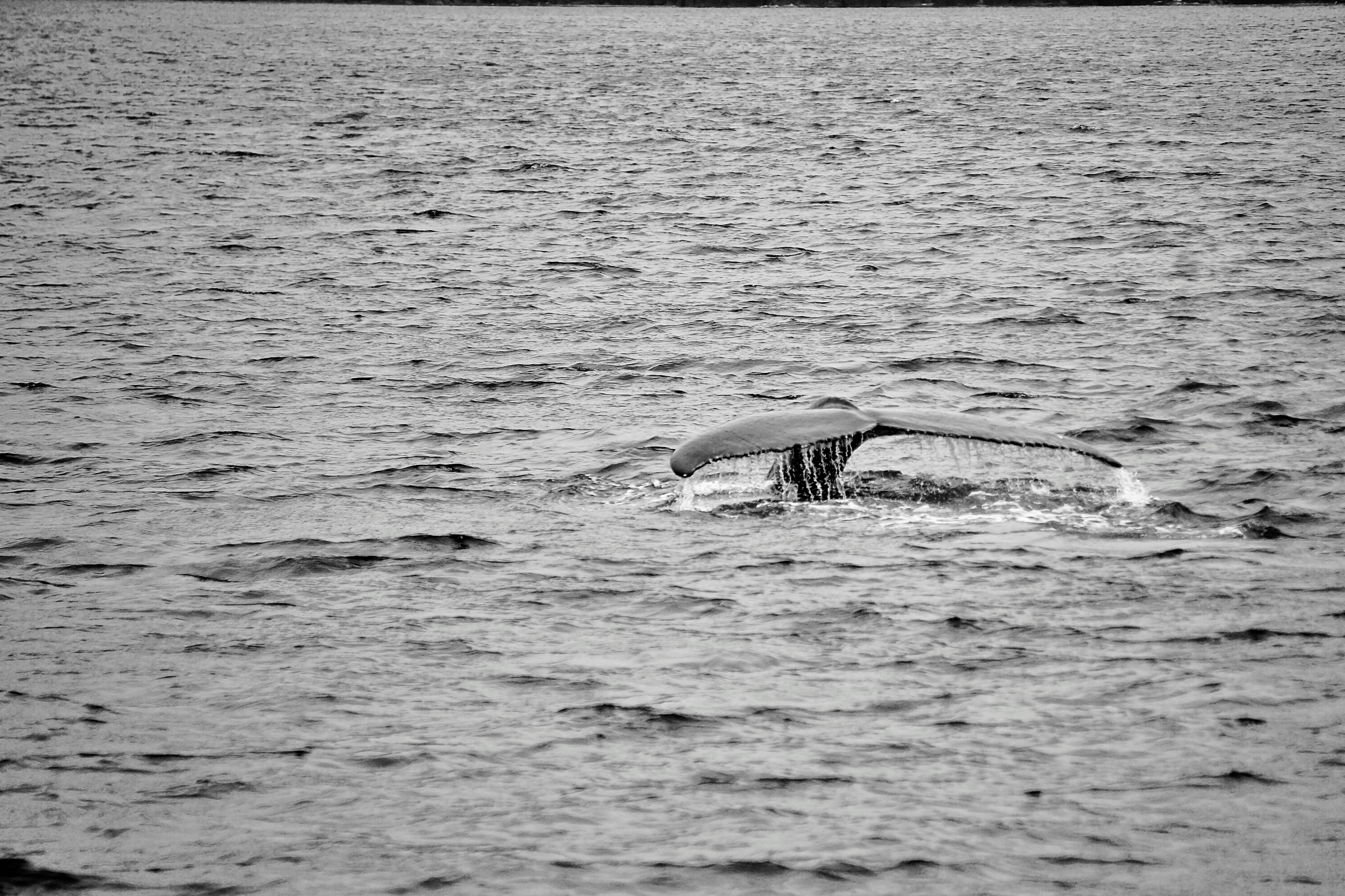 Grayscale Photo of a Whale · Free Stock Photo