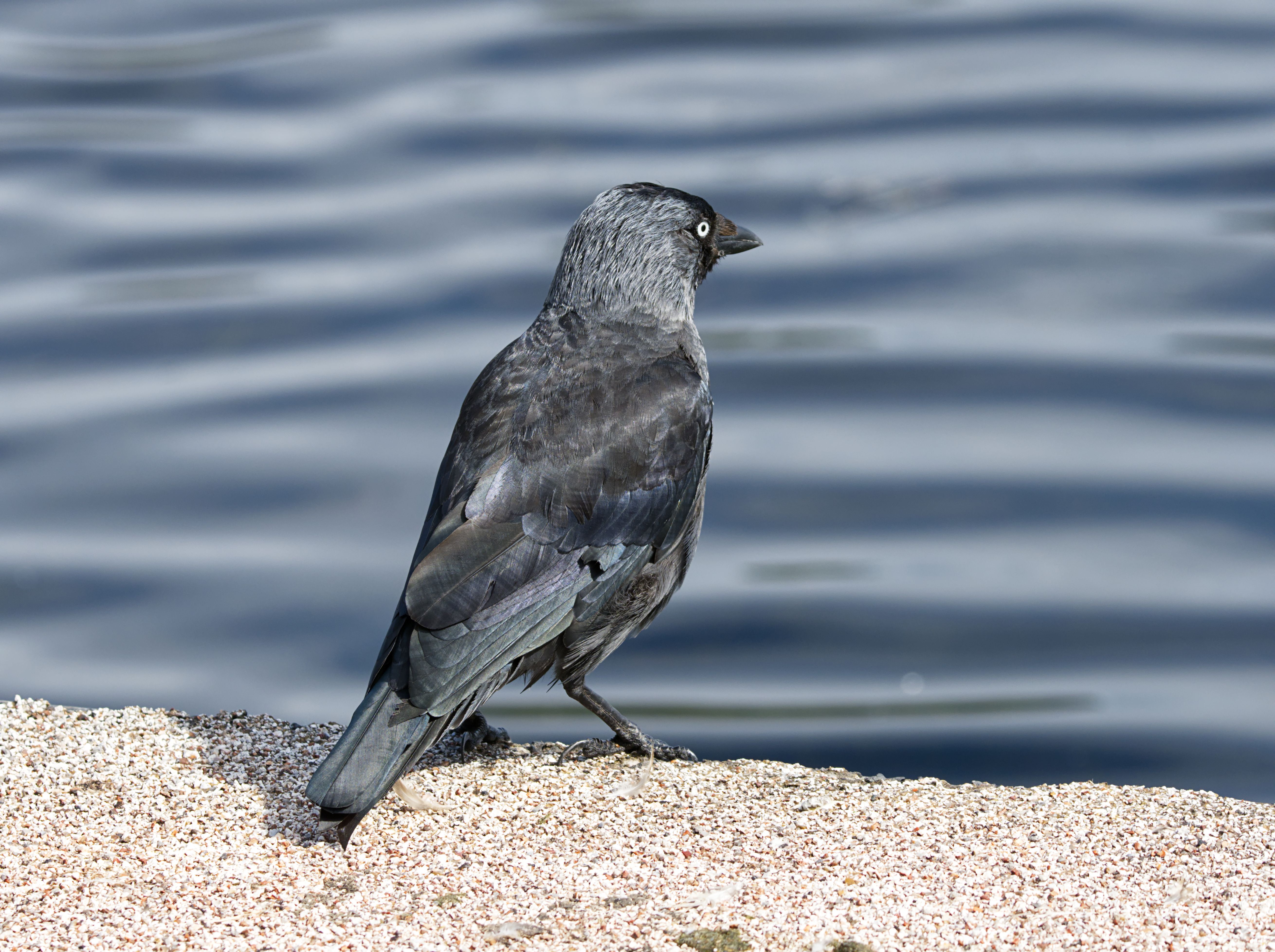 Western Jackdaw Bird · Free Stock Photo