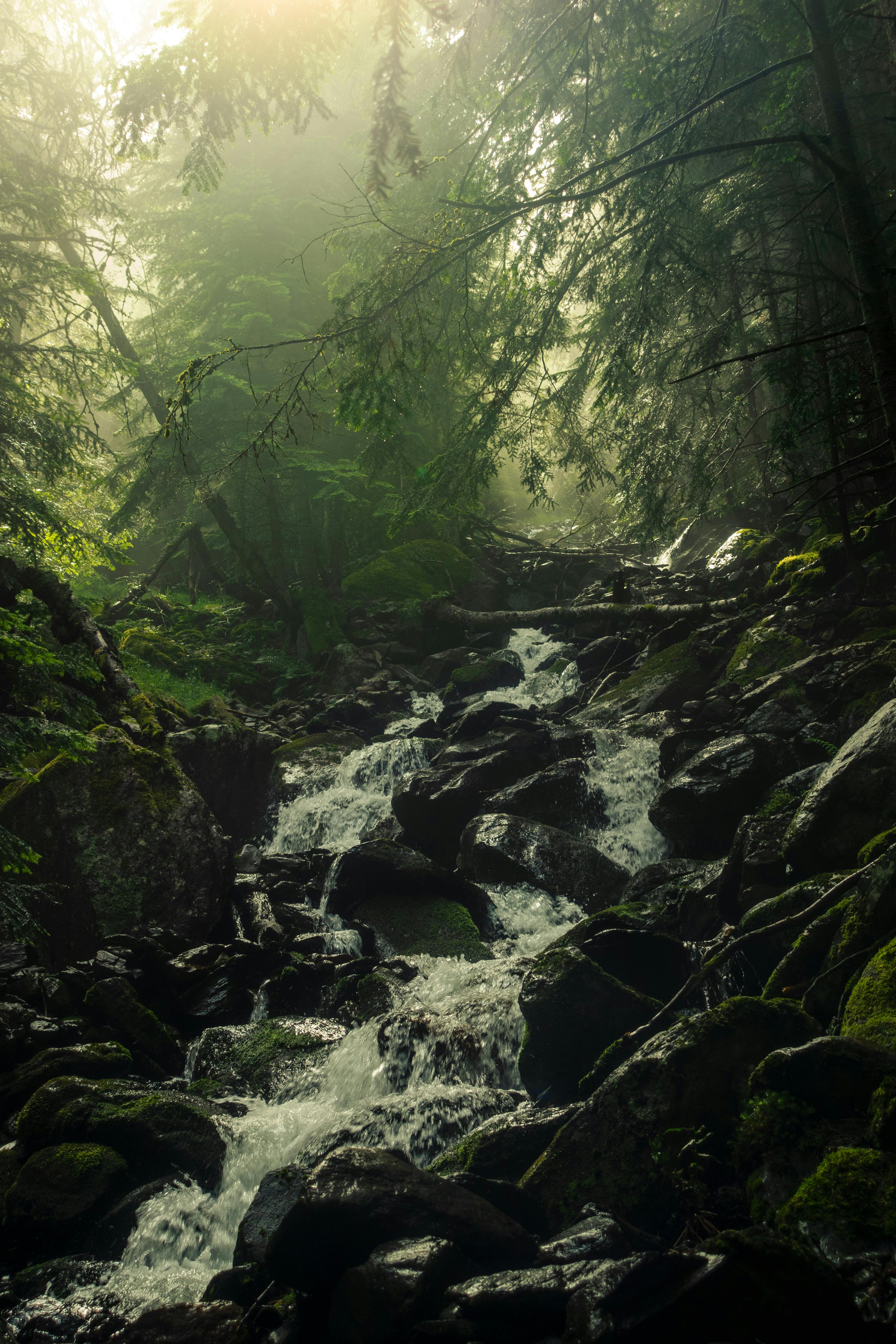 A stream flowing through the forest in the sun · Free Stock Photo