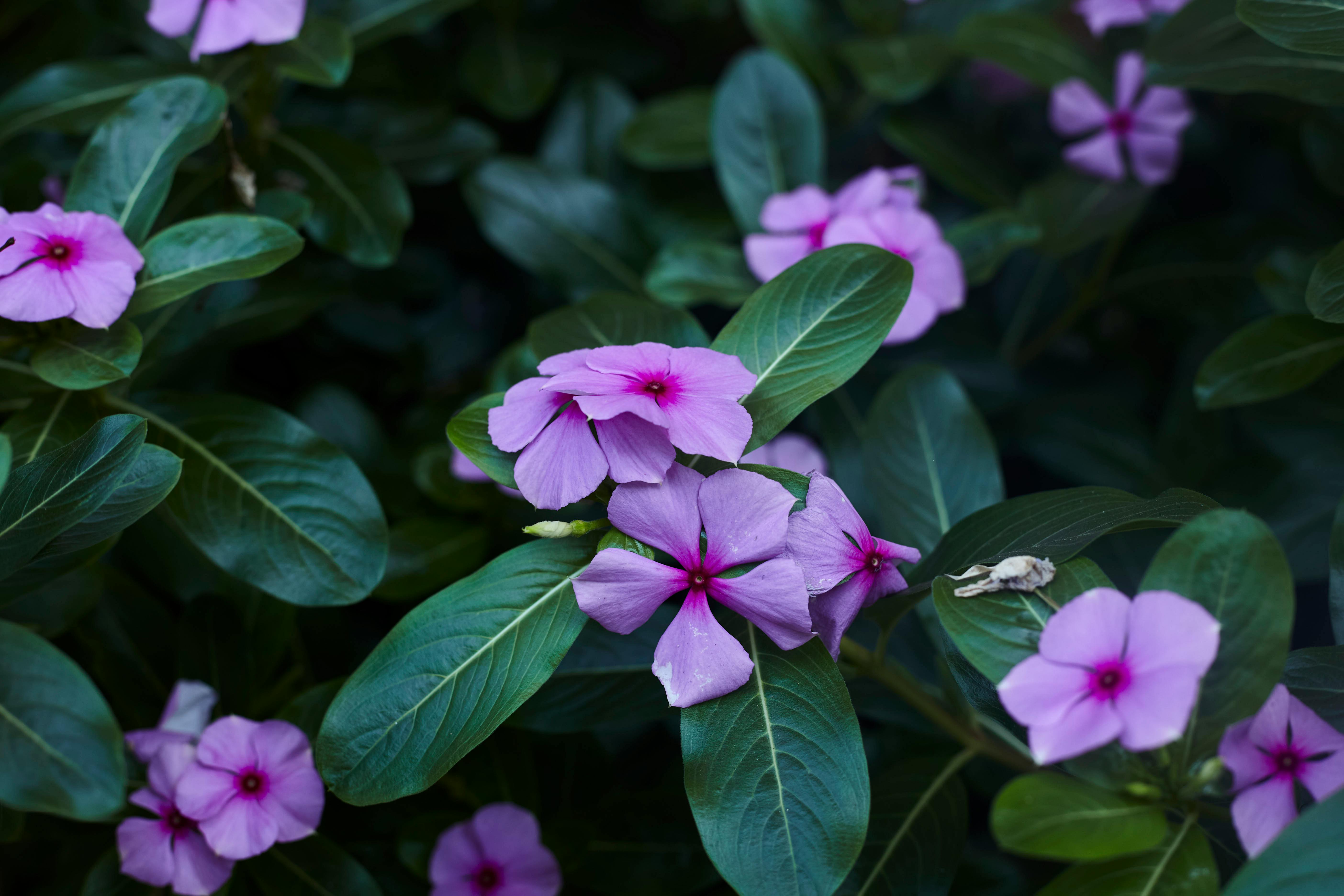 Plantas Compridas Photos, Download The BEST Free Plantas Compridas ...