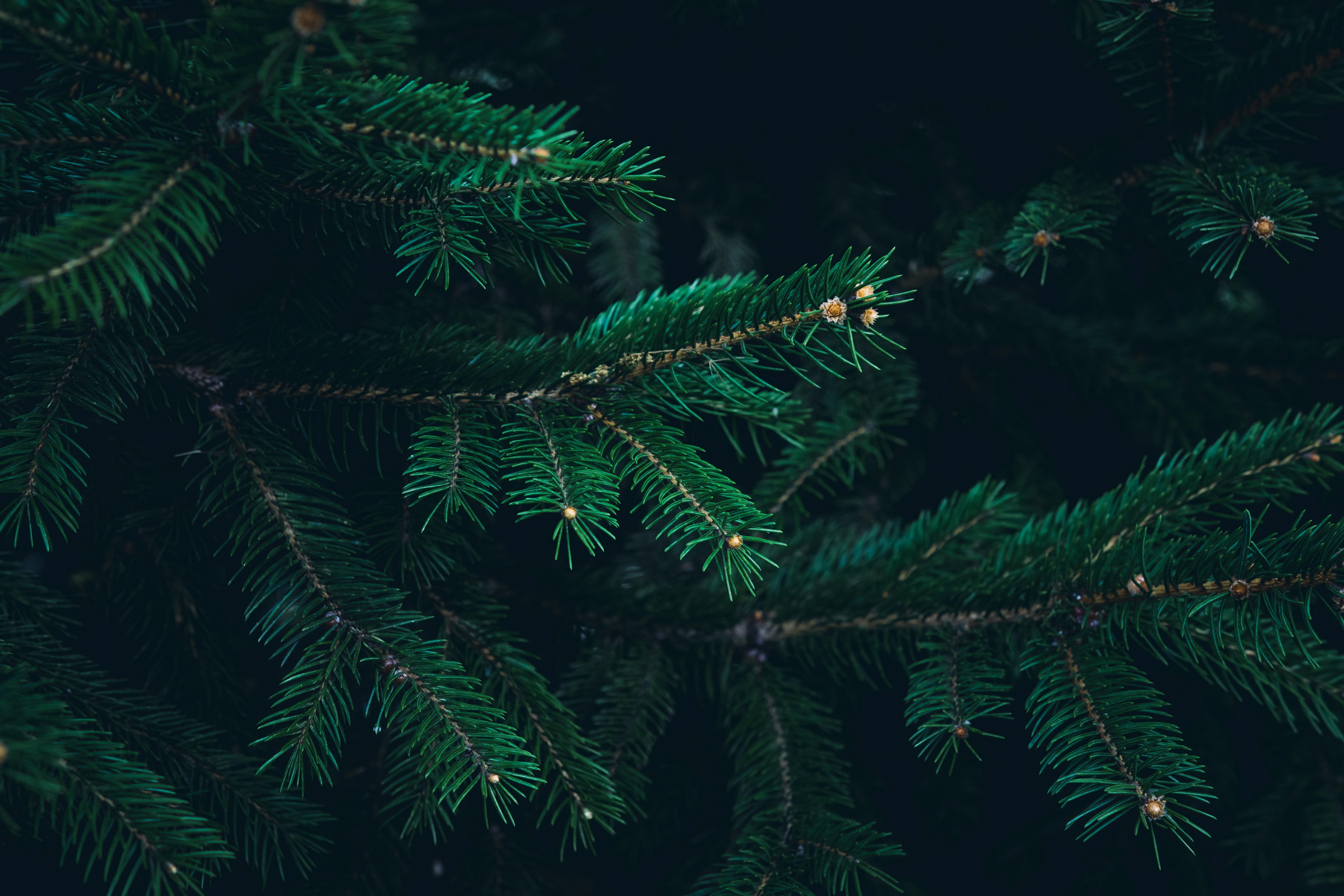 Dark green Spruce tree branches texture · Free Stock Photo