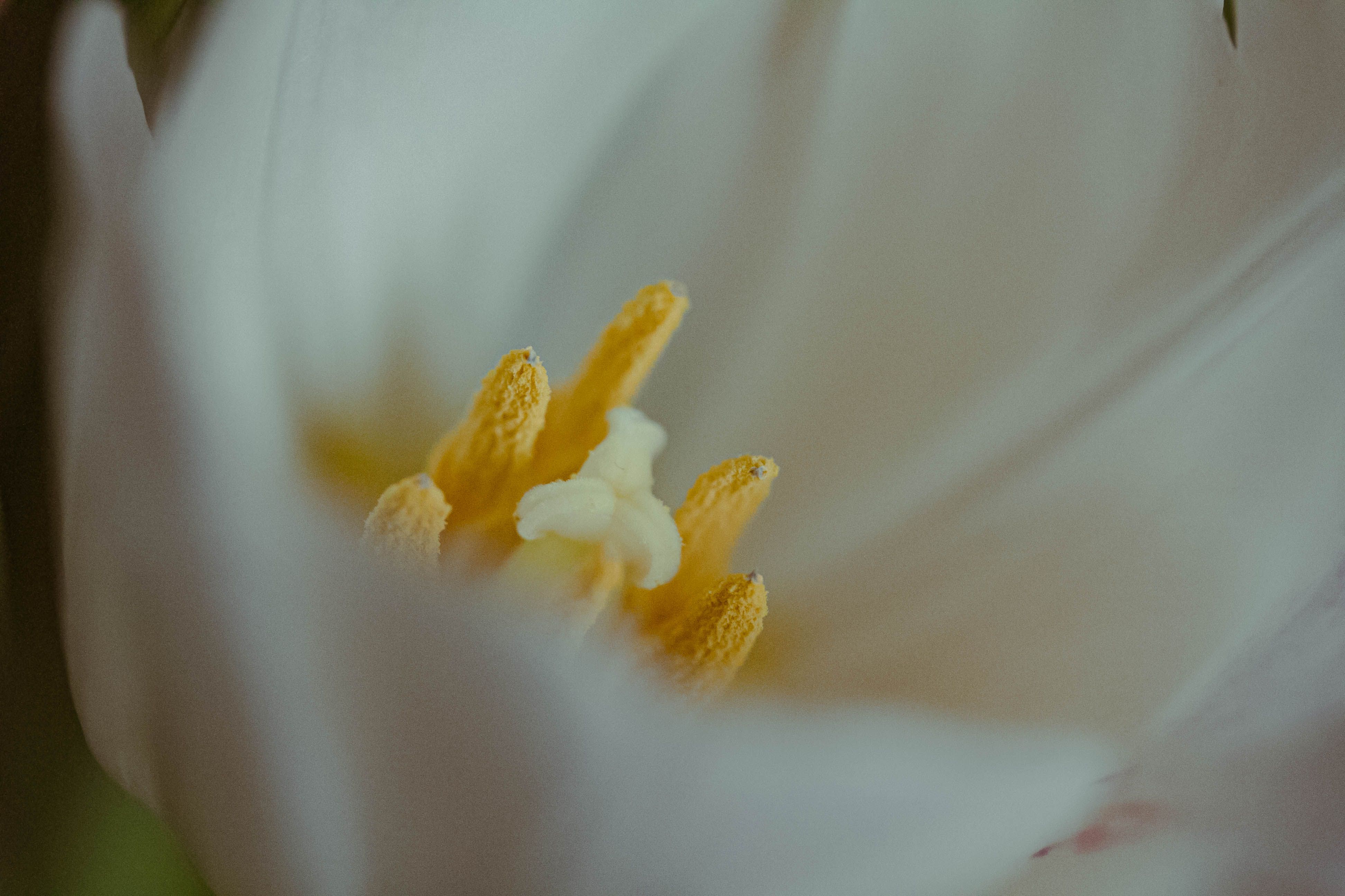 Pollen in a White Flower · Free Stock Photo