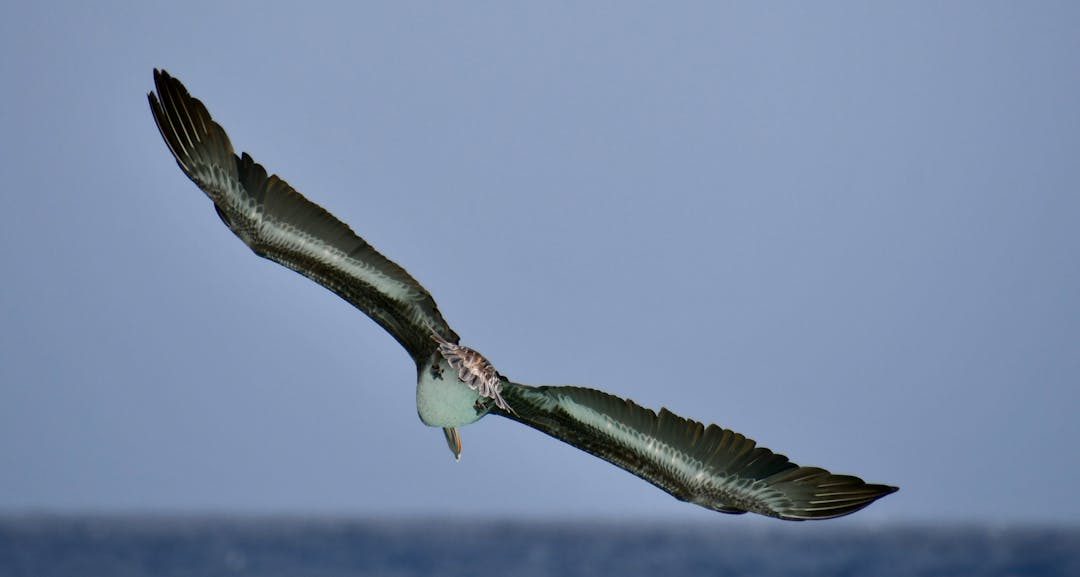 Explore the Staggering Size of the Wandering Albatross