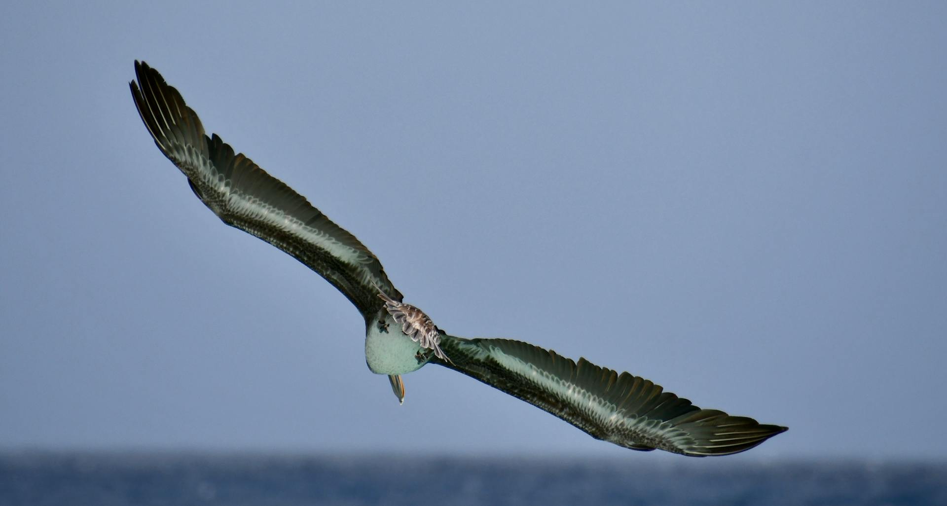 Explore the Staggering Size of the Wandering Albatross