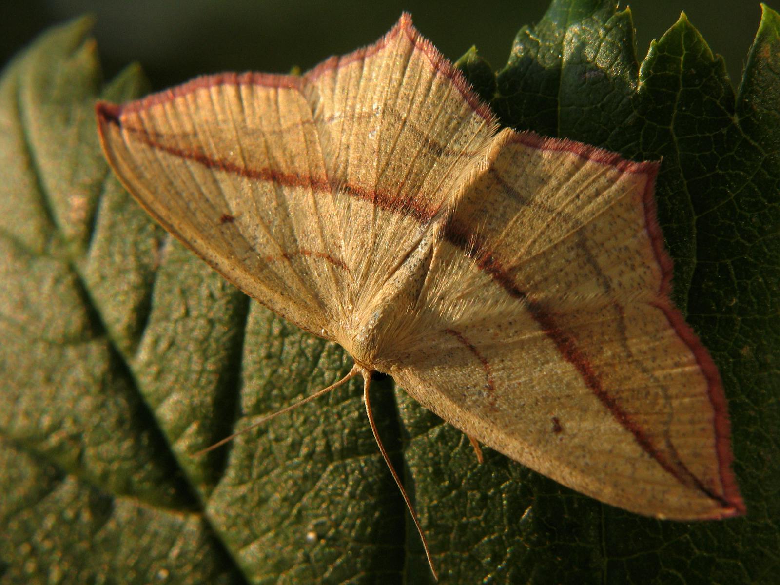 Wood Moth Photos, Download The BEST Free Wood Moth Stock Photos & HD Images