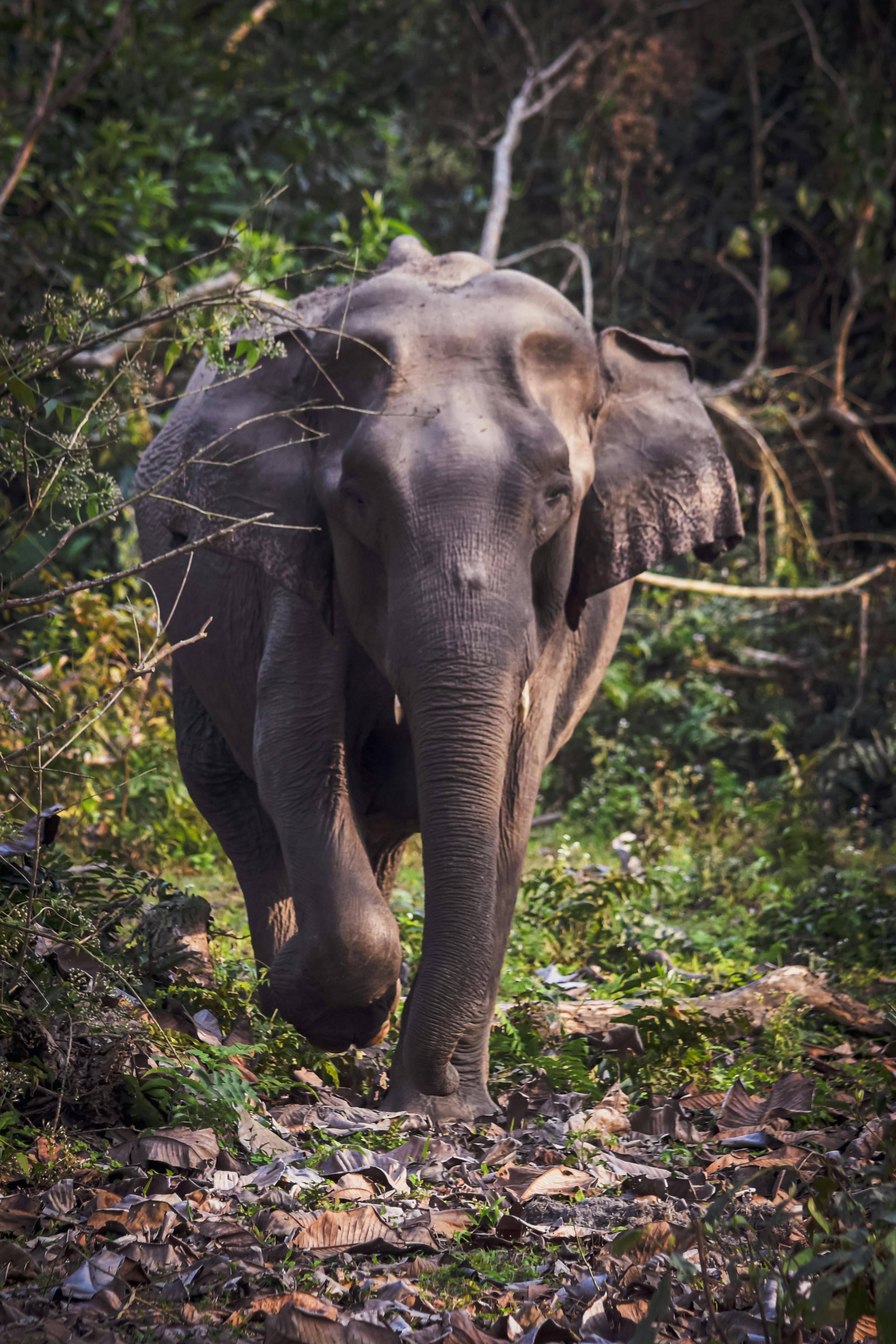 Sristi Saha - Photography