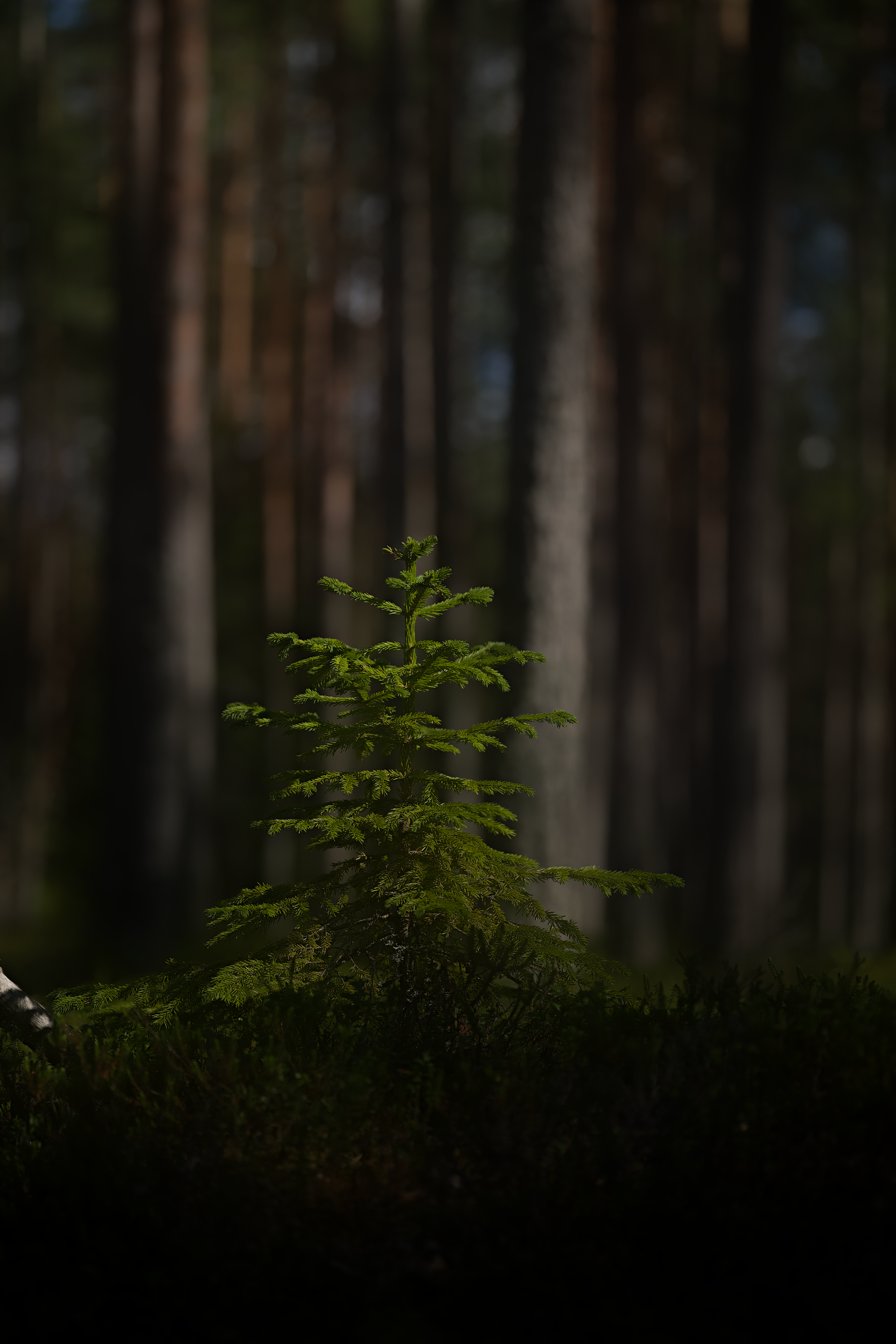Evergreen Tree in Forest · Free Stock Photo