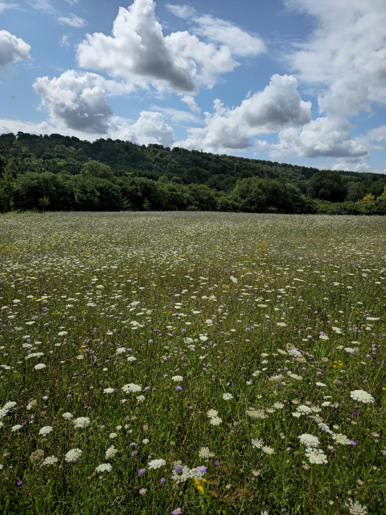 Flower Landscape Photos, Download The BEST Free Flower Landscape Stock ...