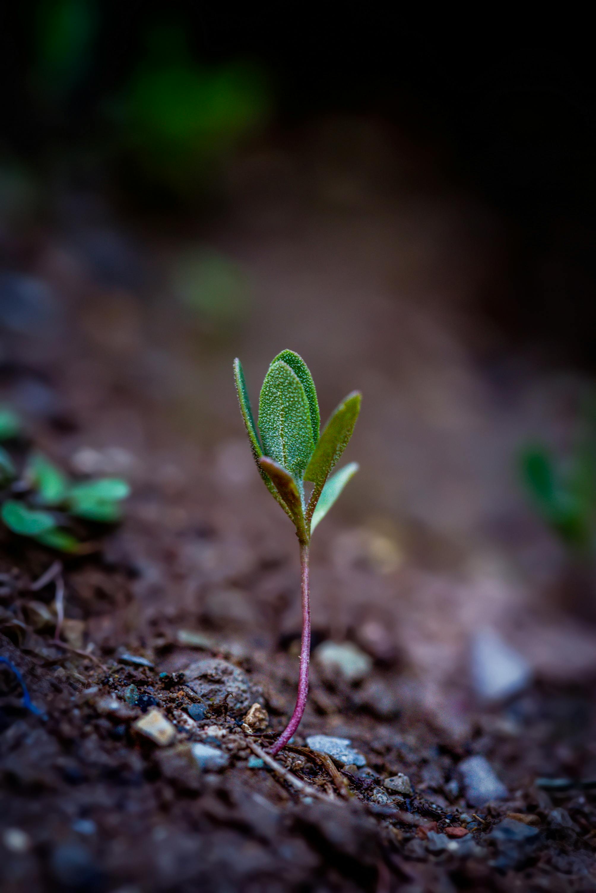 Small, Thin Plant on Ground · Free Stock Photo