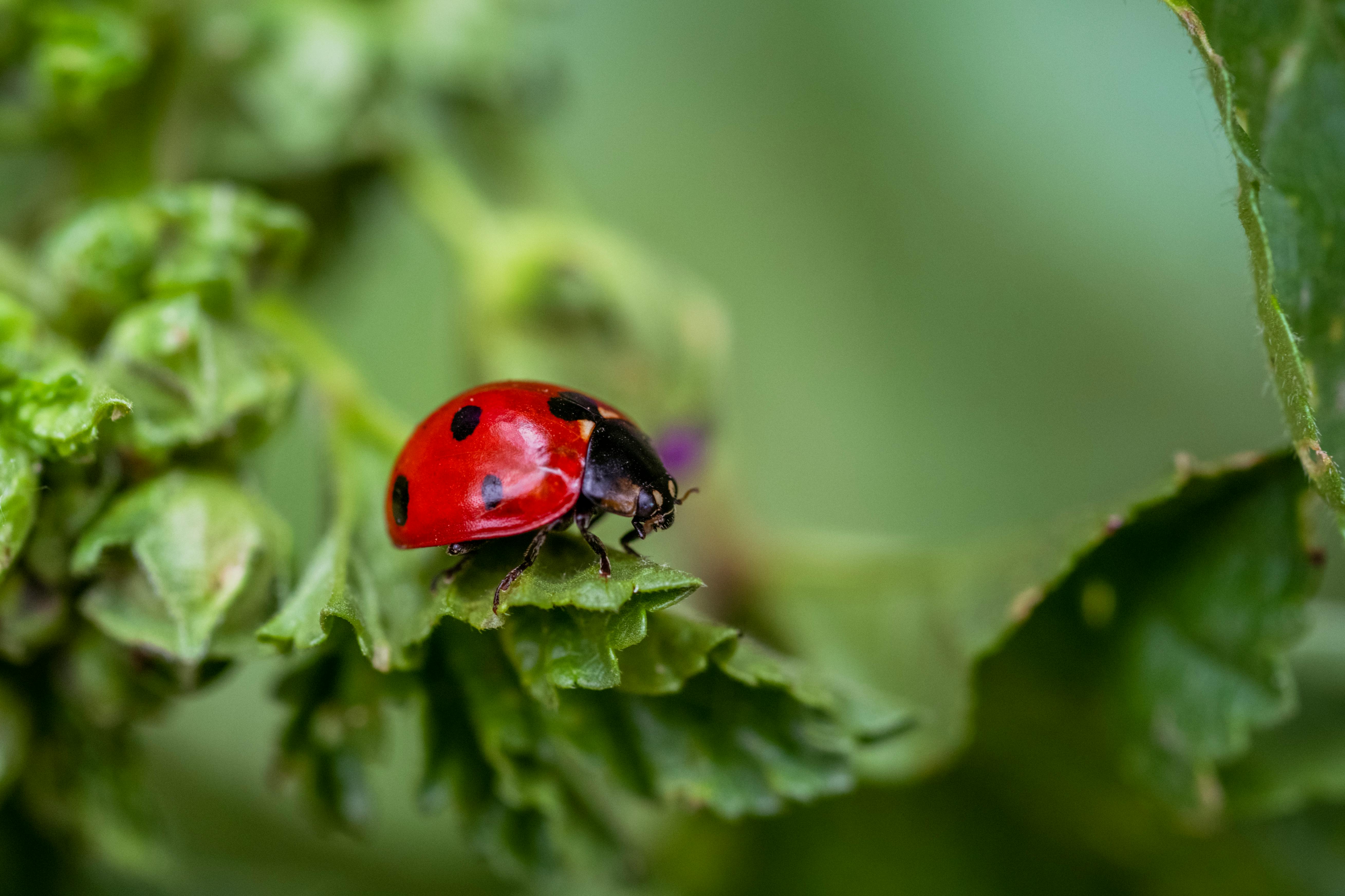 Ladybug on Leaves · Free Stock Photo