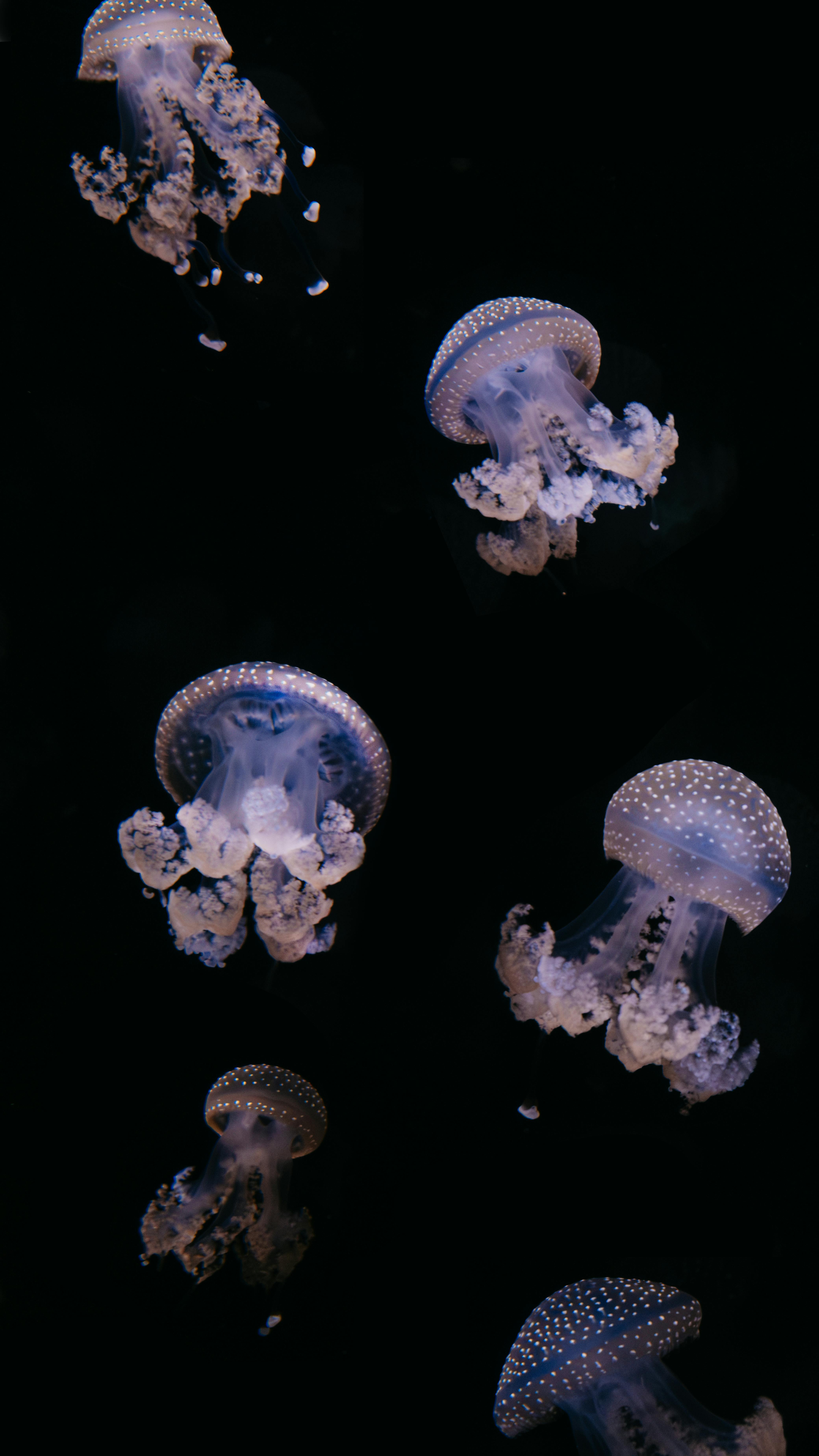 School of Jellyfish Underwater · Free Stock Photo