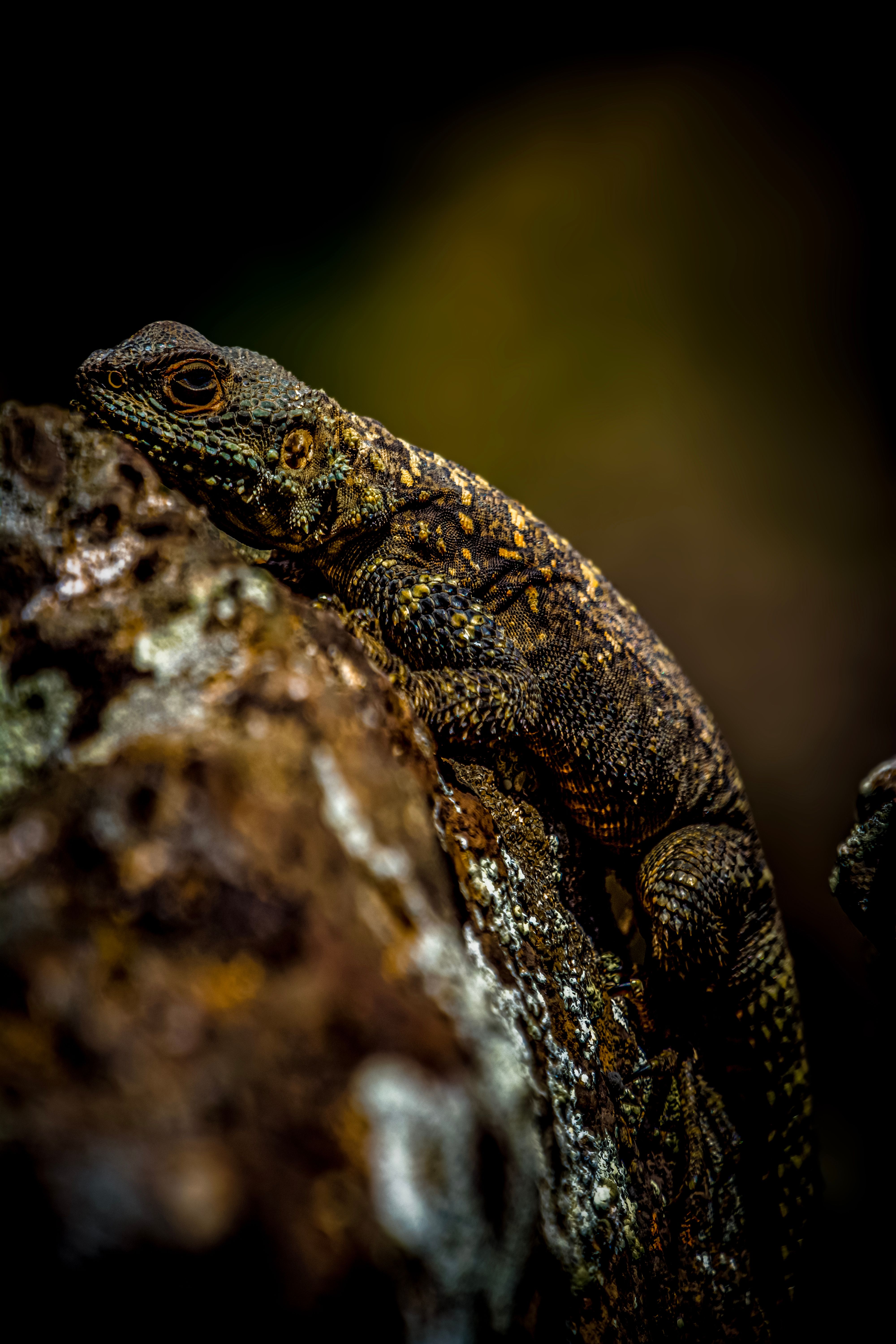 Lizard in Nature · Free Stock Photo