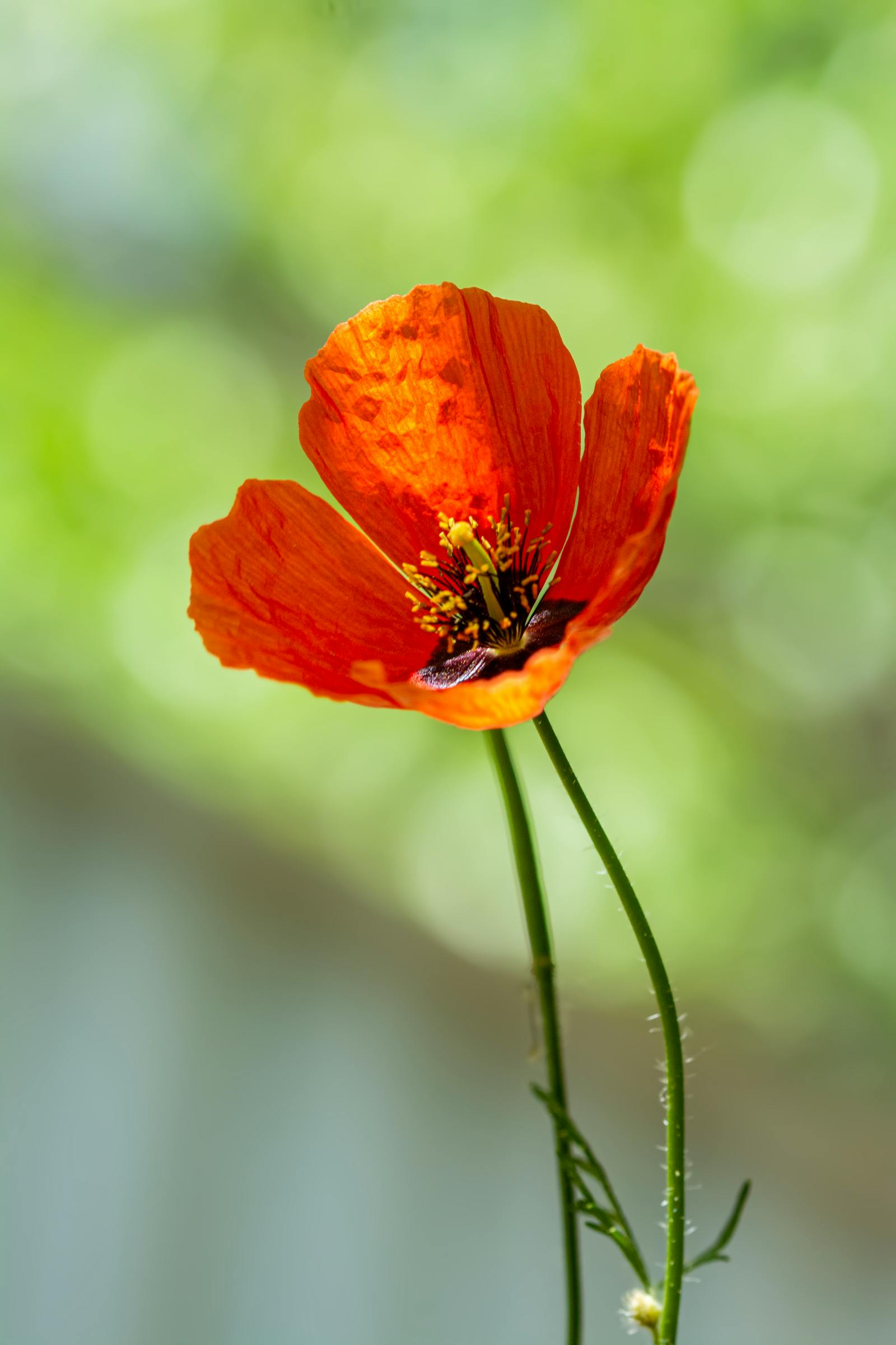 Poppy Flower Photos, Download The BEST Free Poppy Flower Stock Photos ...