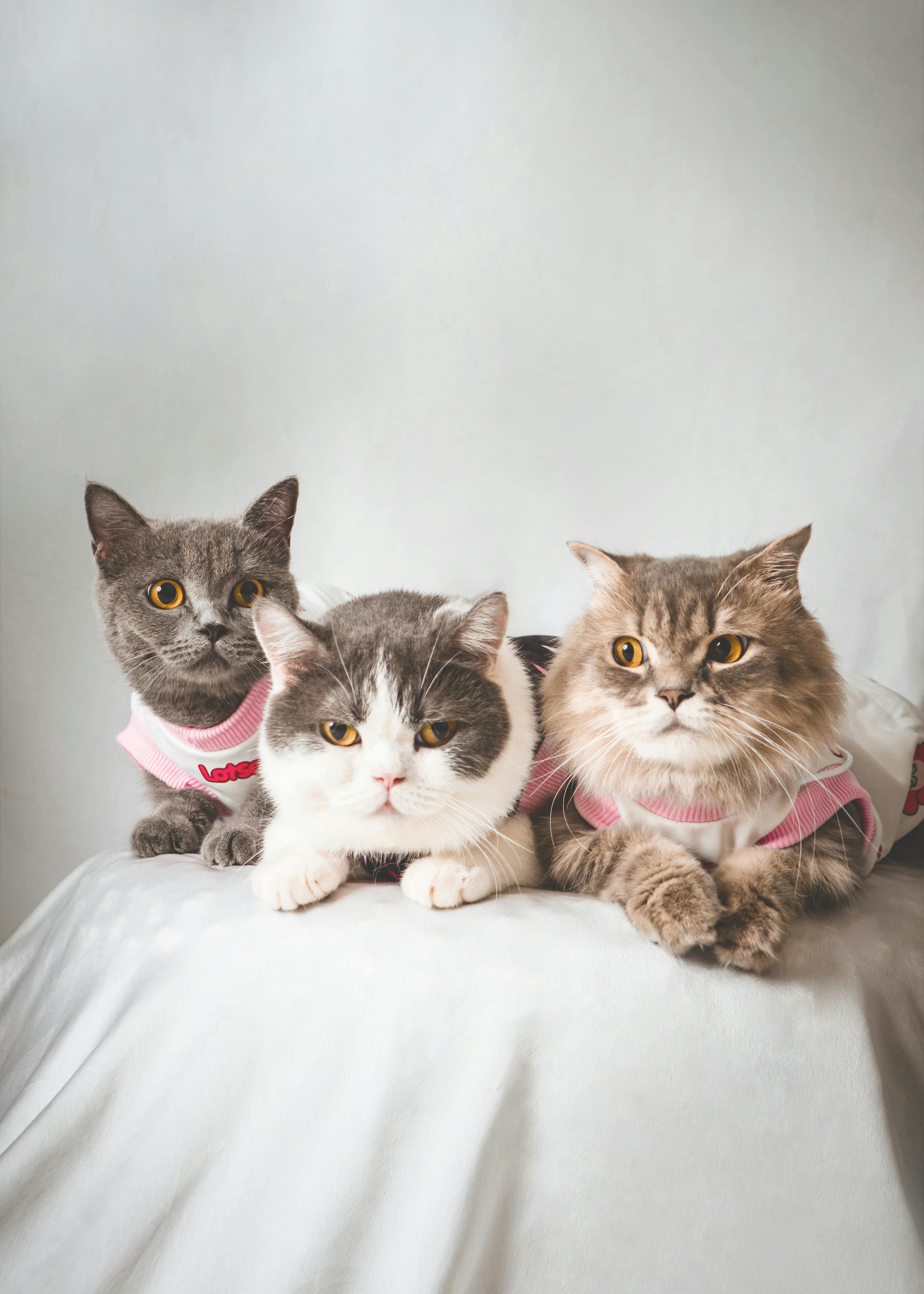 Cats Lying Down Together · Free Stock Photo