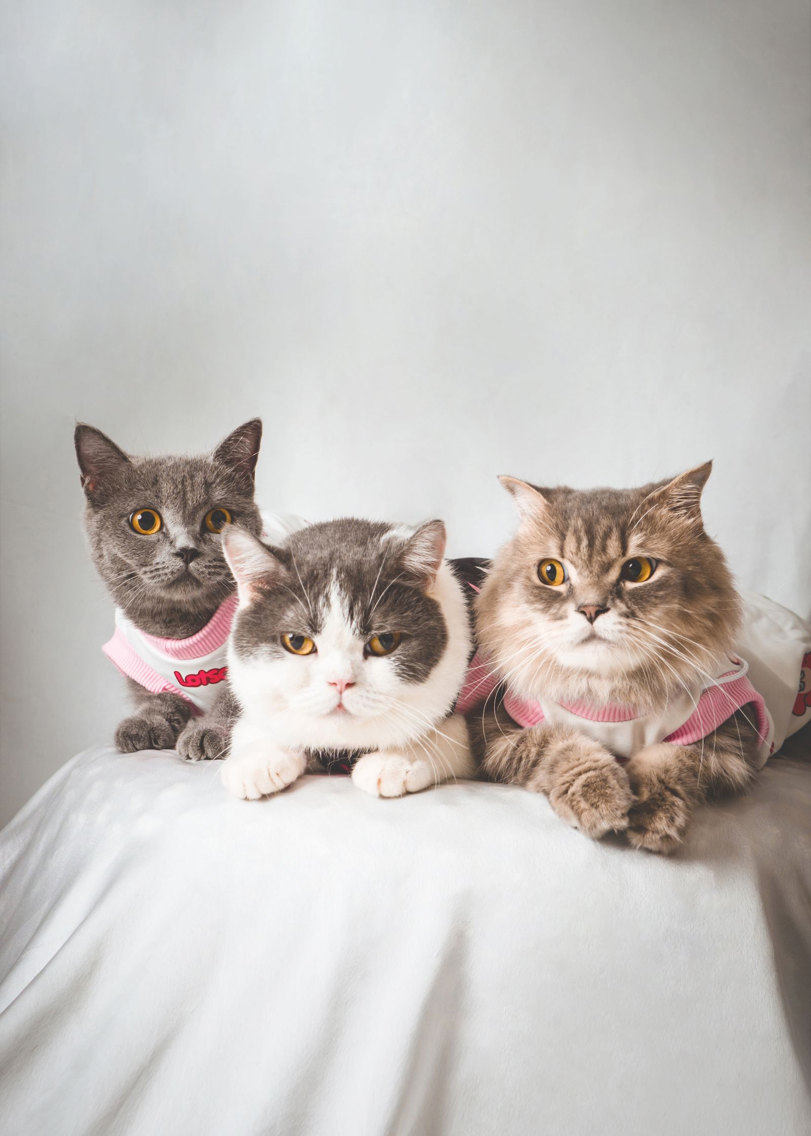 Cats Backgrounds Photos, Download The BEST Free Cats Backgrounds Stock ...