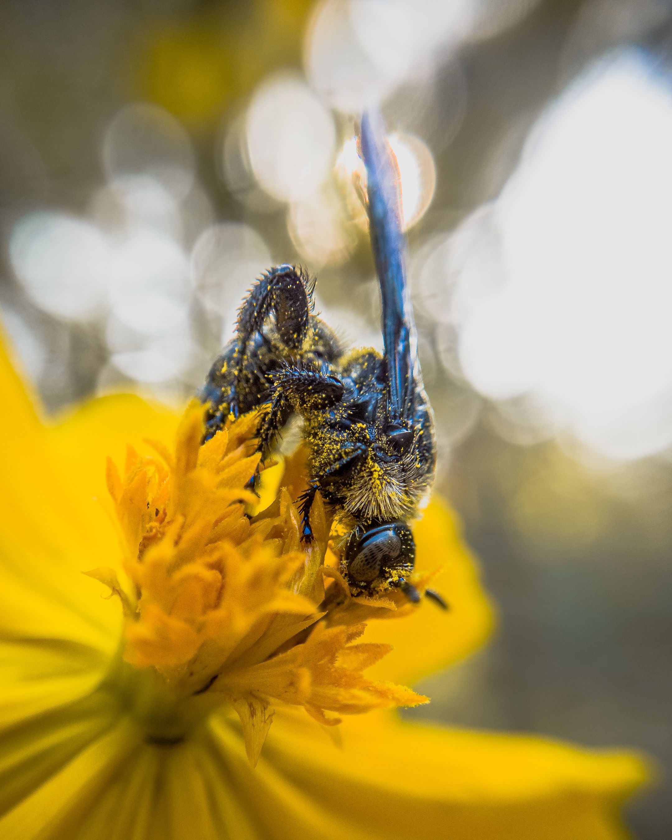 Lion Flower Photos, Download The BEST Free Lion Flower Stock Photos ...