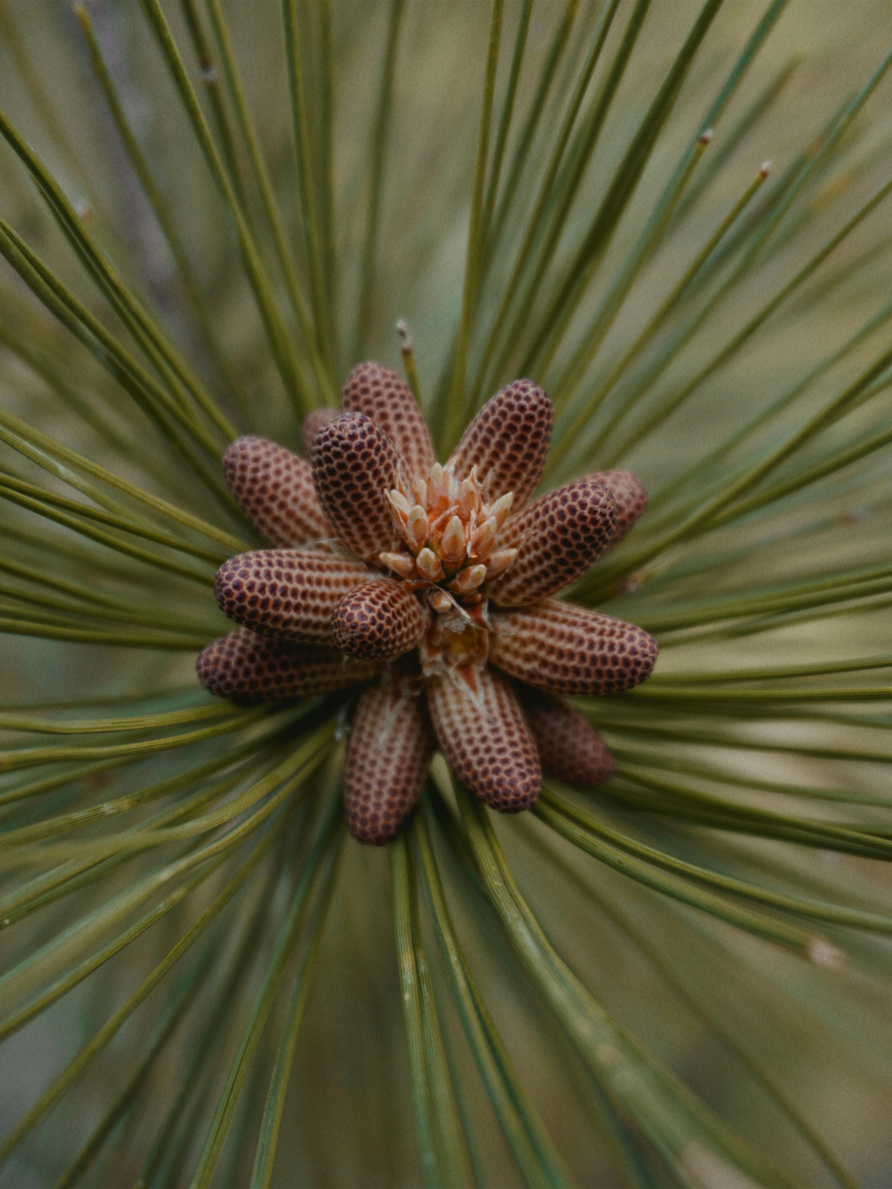 Pine Pollen Cones · Free Stock Photo