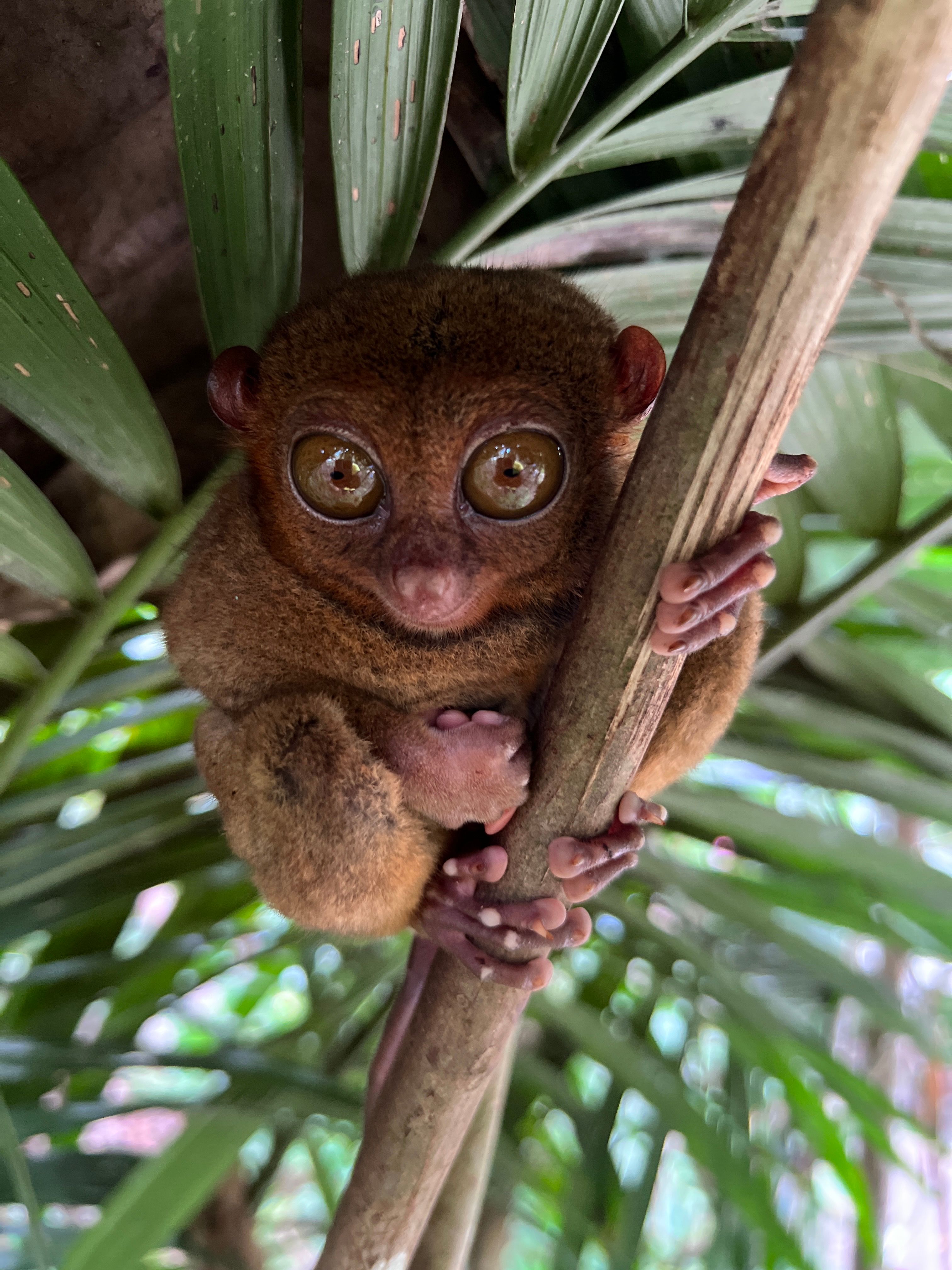 Exotic Monkey from Philippines · Free Stock Photo