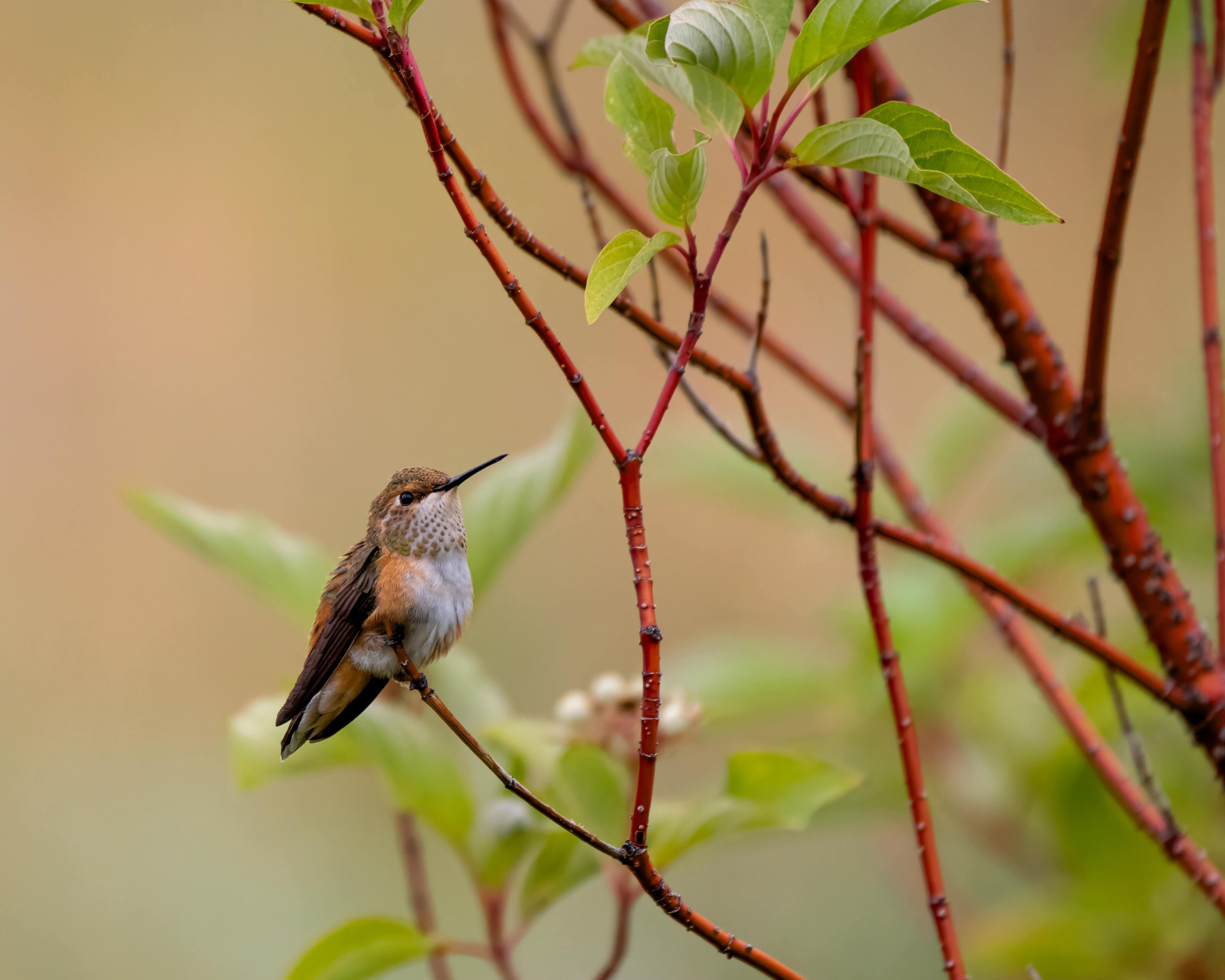 Female Rufous Hummingbird · Free Stock Photo