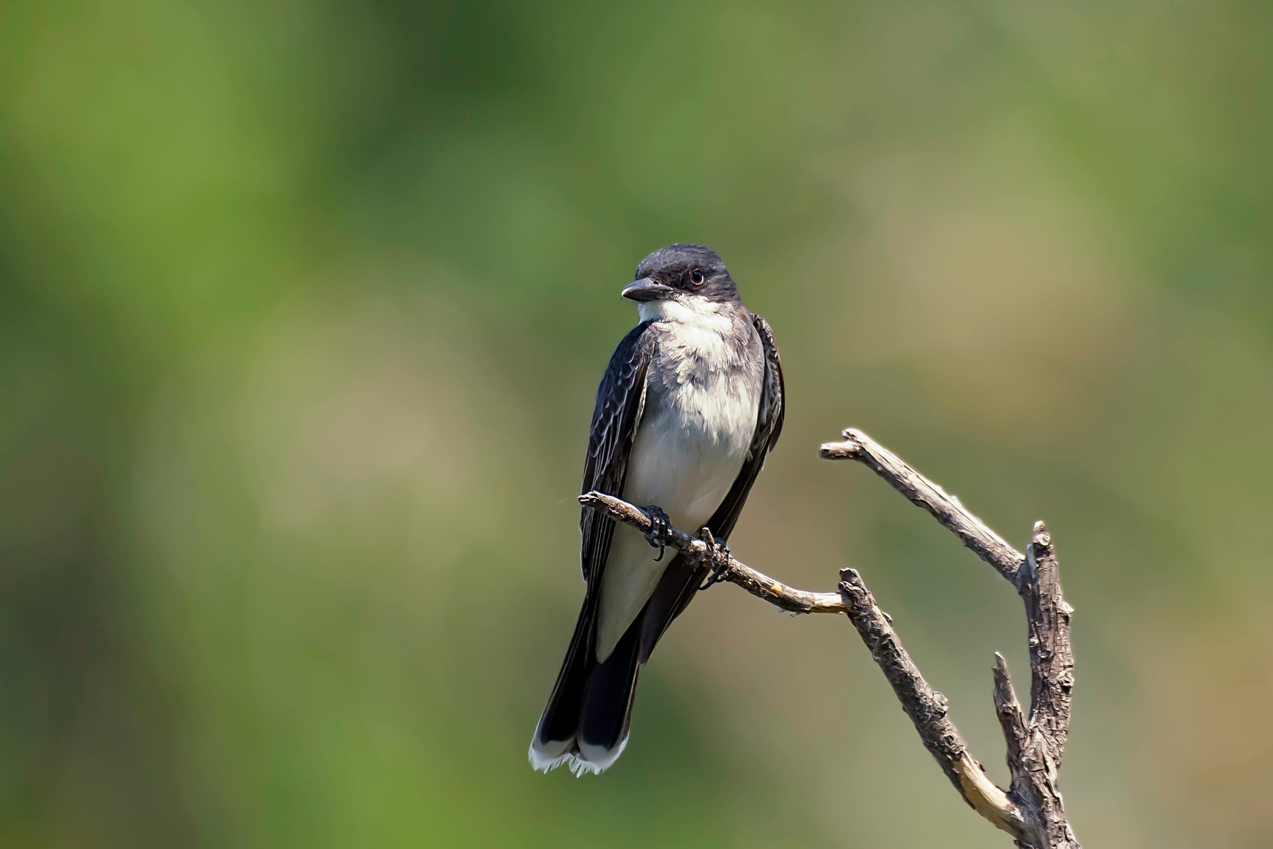 Animated Tree Png Photos, Download The BEST Free Animated Tree Png ...