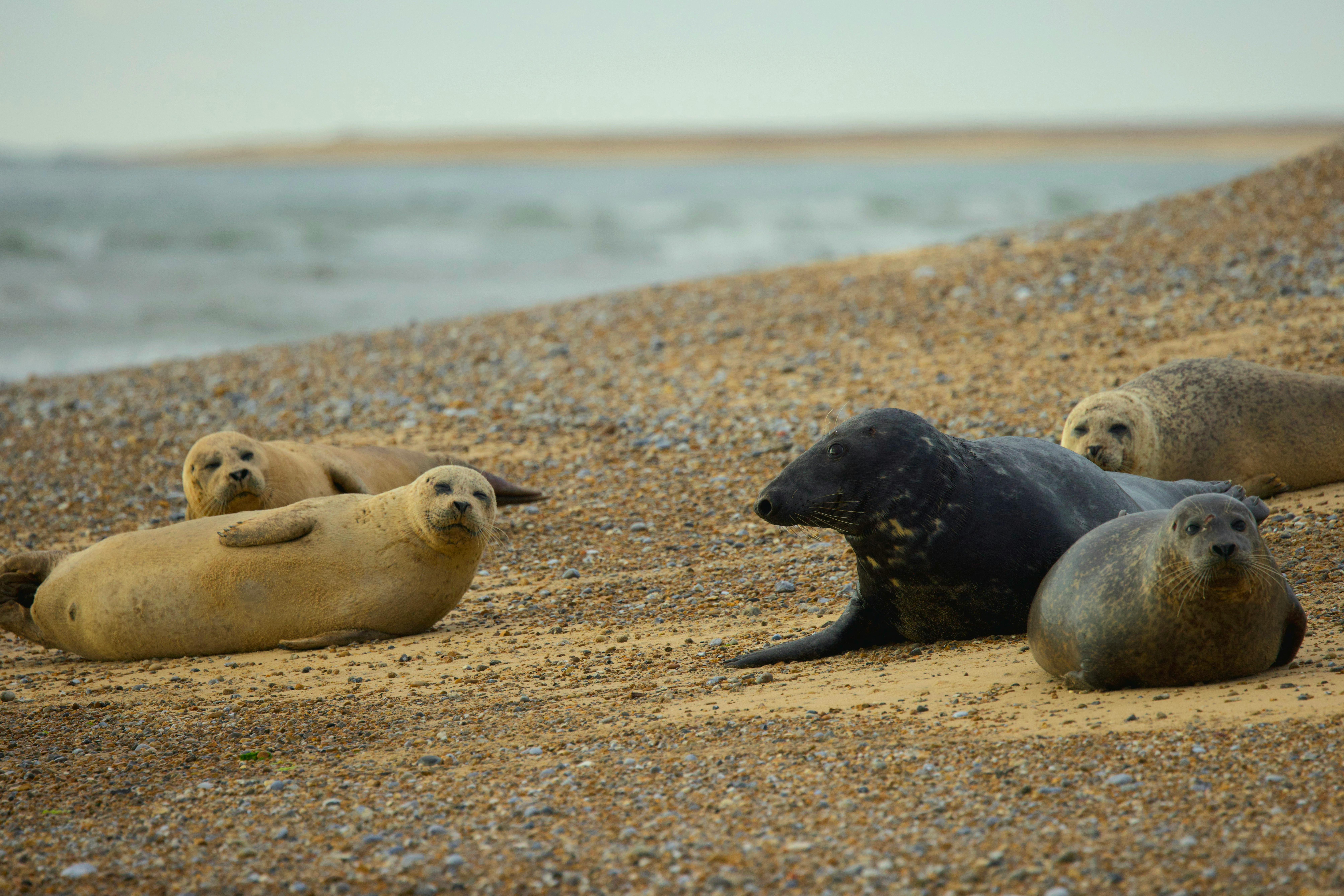 Seals on Beach · Free Stock Photo
