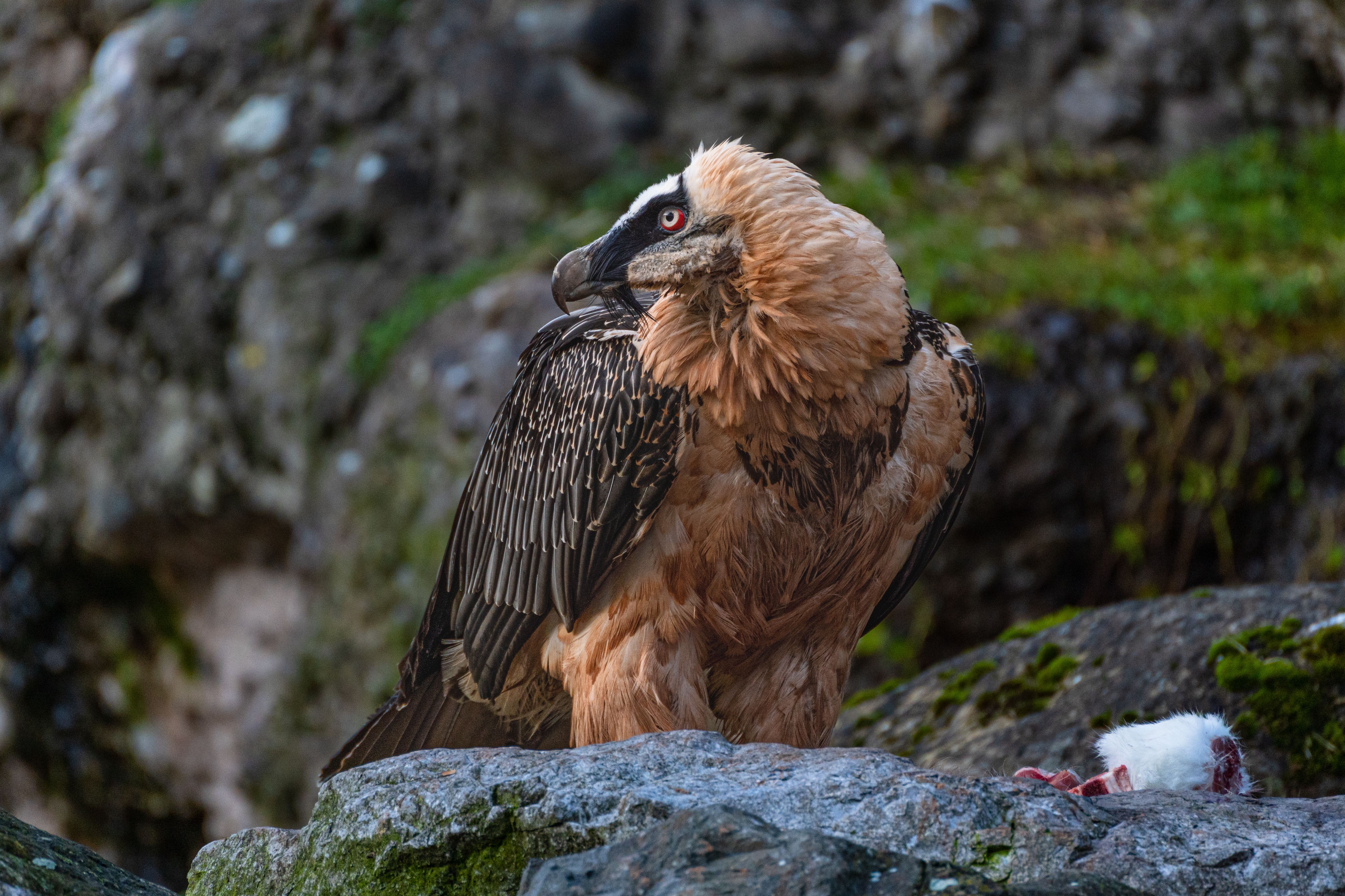 Bearded Vulture Perching on a Rocks · Free Stock Photo