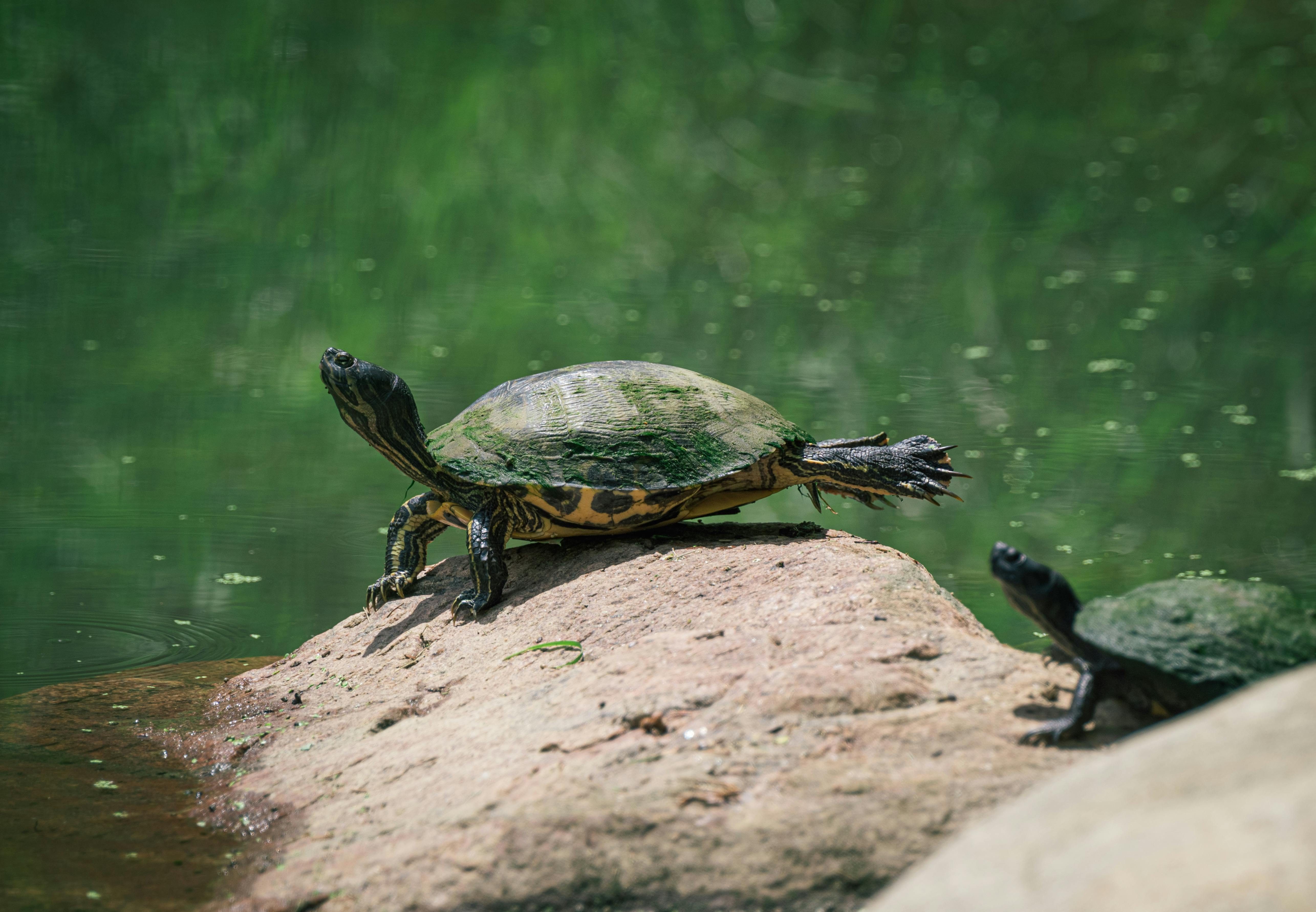 Turtles Swimming in Water · Free Stock Photo