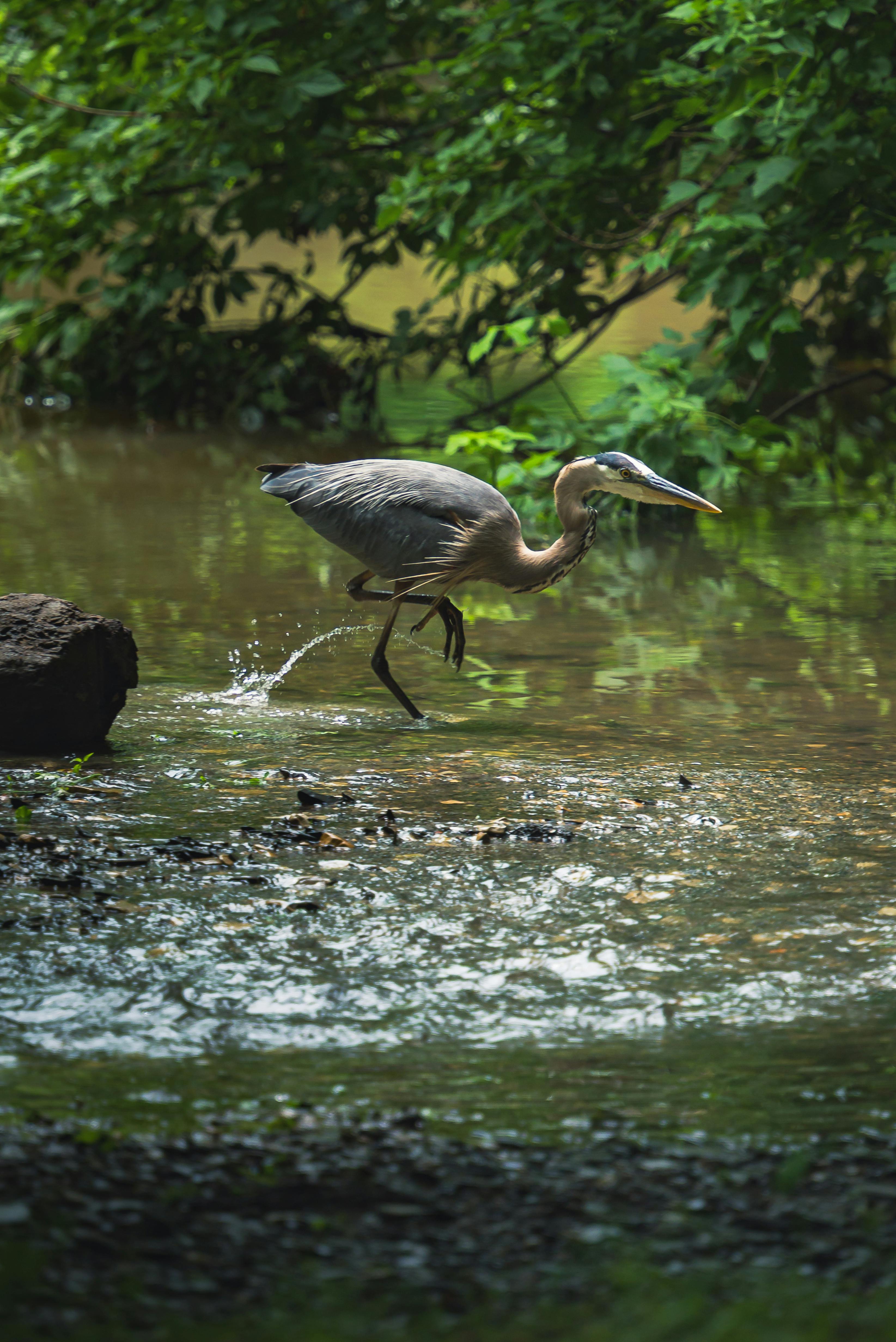 Foto de stock gratuita sobre @al aire libre, agua, agua estancada ...