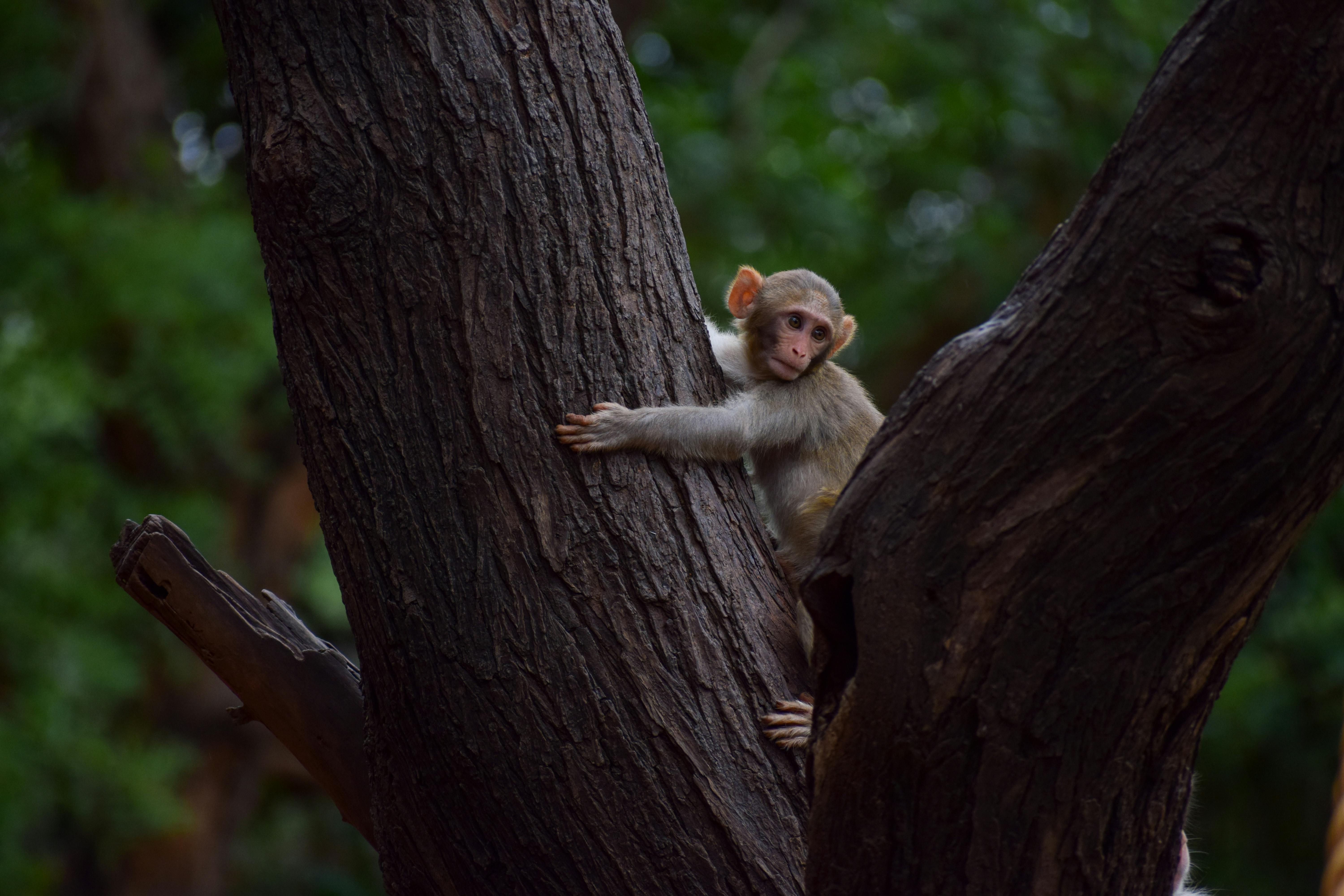 Monkey on Brown Tree Branch · Free Stock Photo