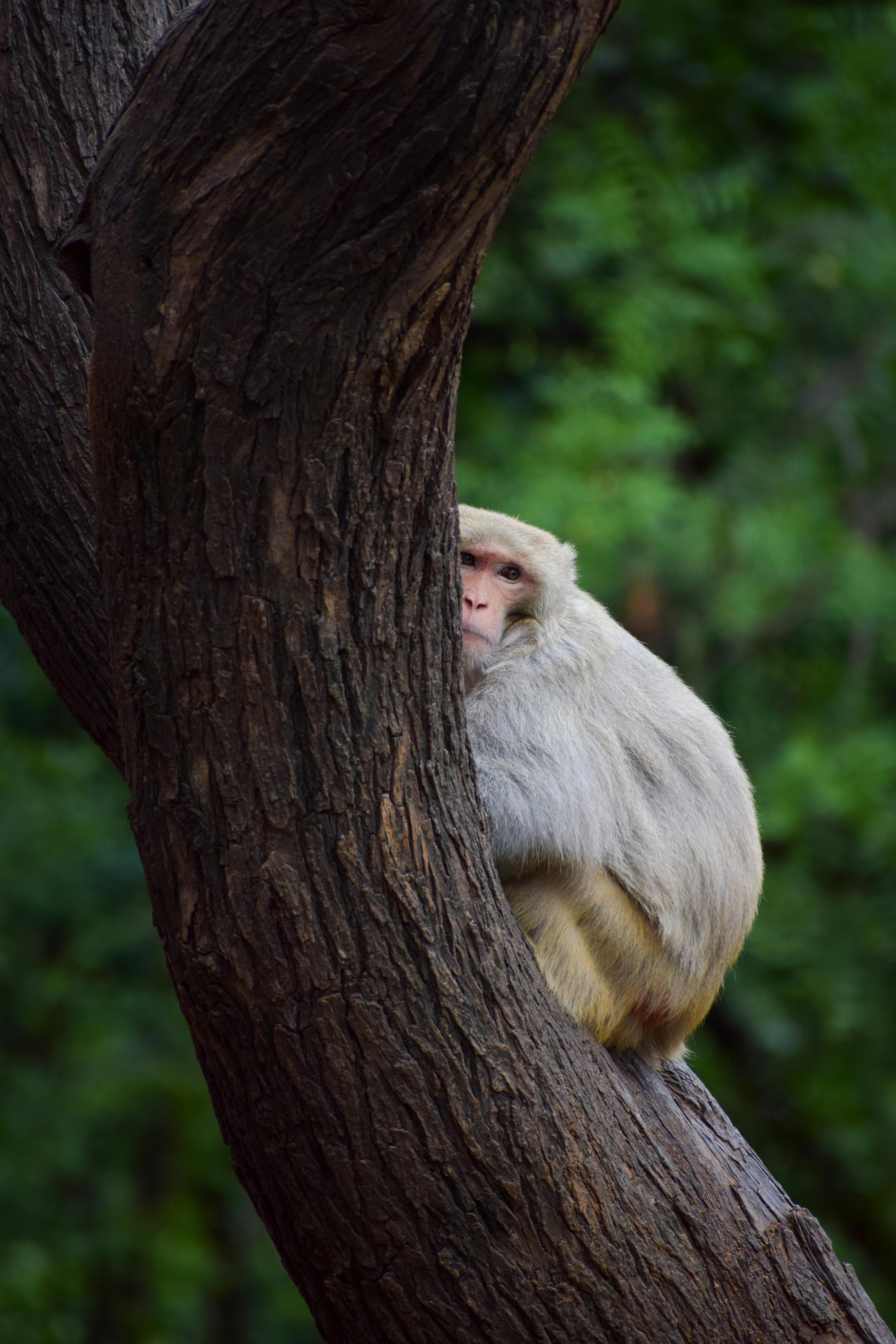 A Monkey on a Tree · Free Stock Photo